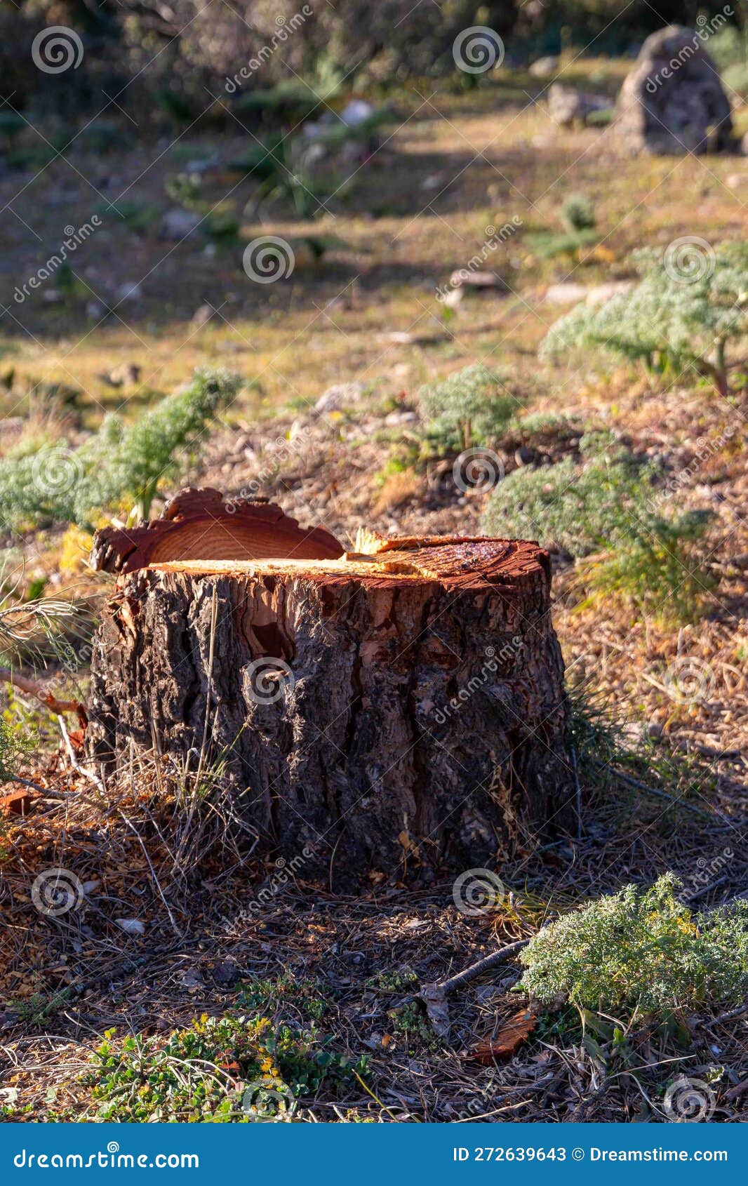 Freshly Cut Tree Trunk. Forest. Deforestacion, Environmental ...