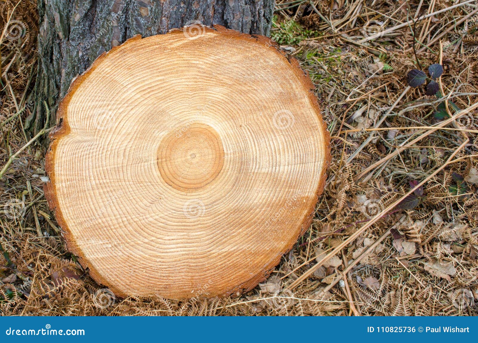 Freshly Cut Tree Trunk Showing Rings Stock Photo - Image of pattern ...