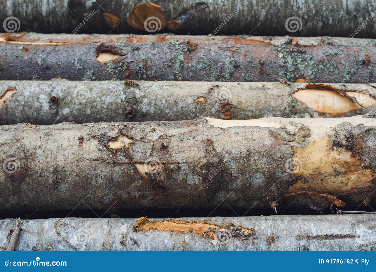 Freshly cut tree trunks stock photo. Image of pile, horizontal - 91786182