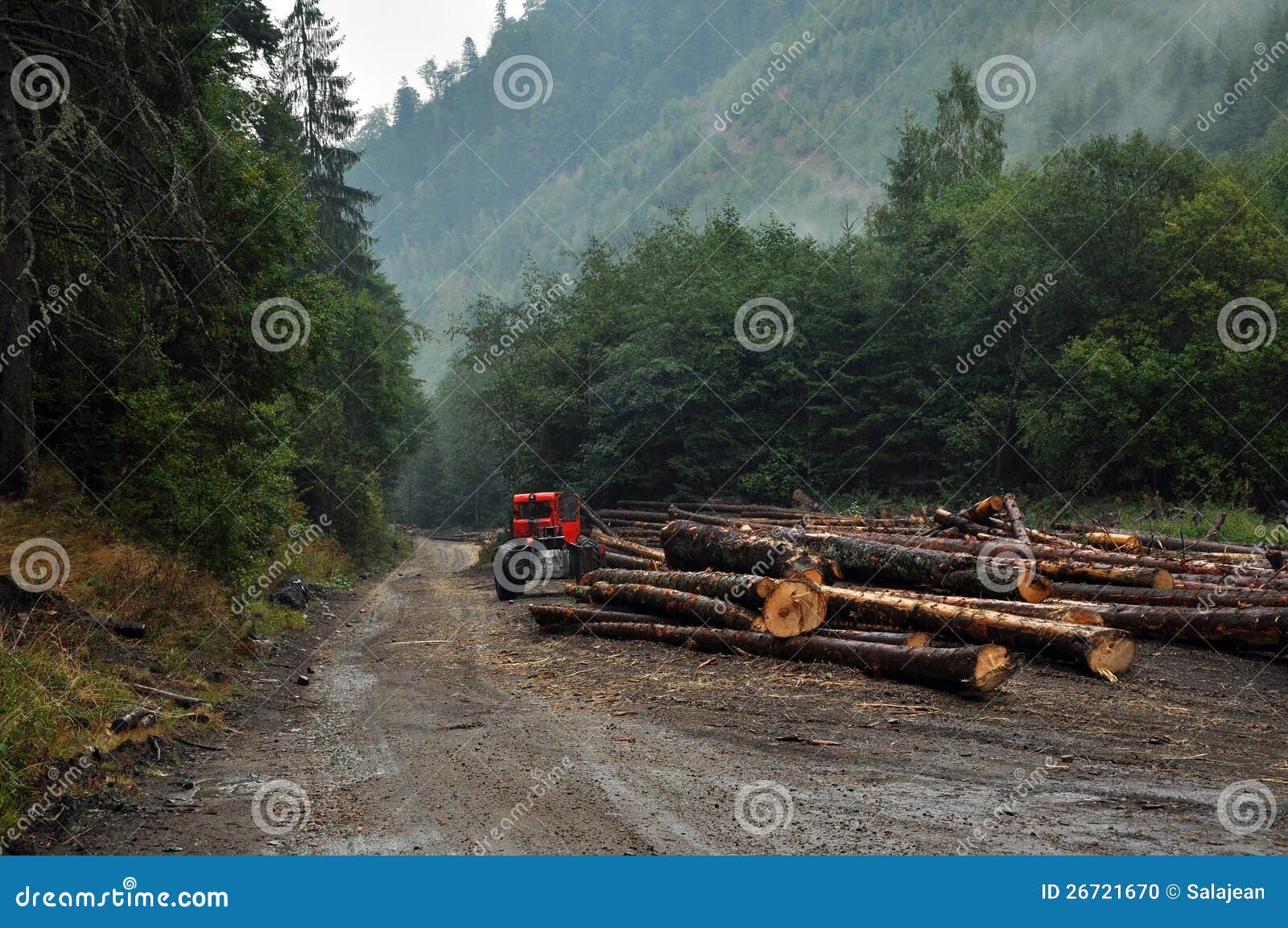 Freshly Cut Tree Trunks Near a Forest Road Stock Photo - Image of ...