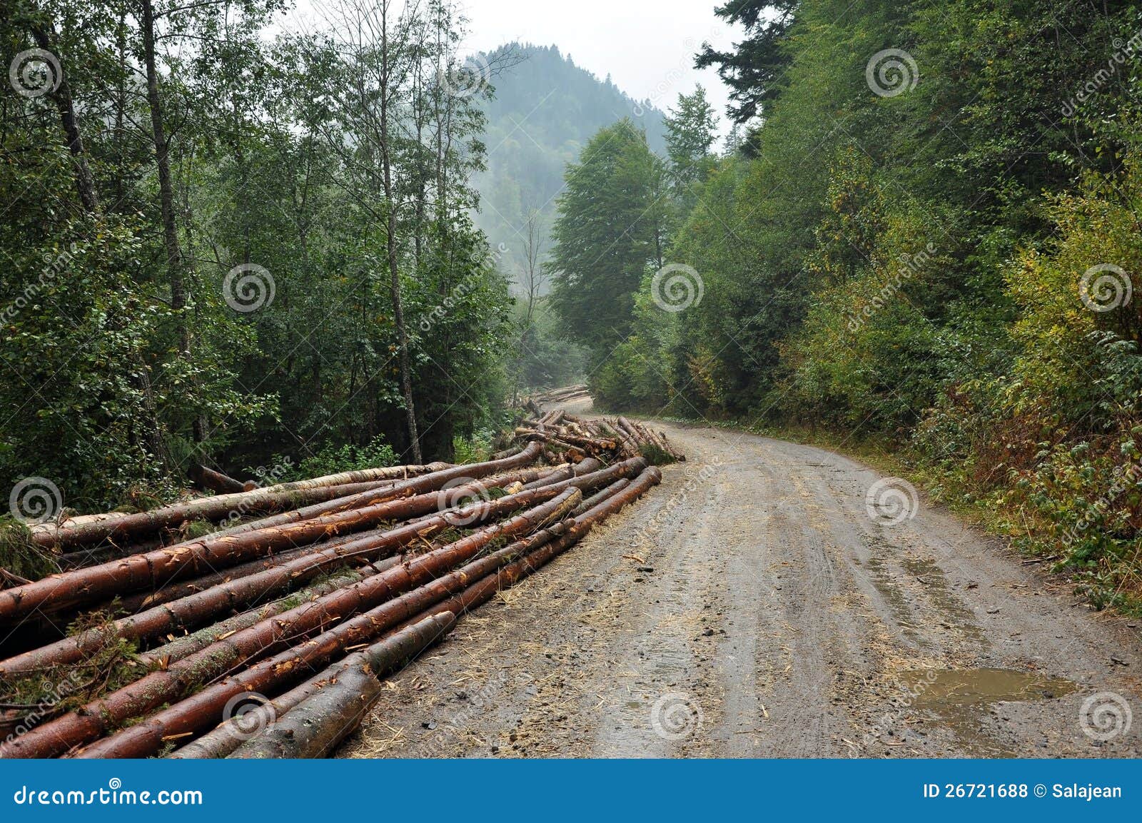 Freshly Cut Tree Trunks Near a Forest Road Stock Photo - Image of brown ...