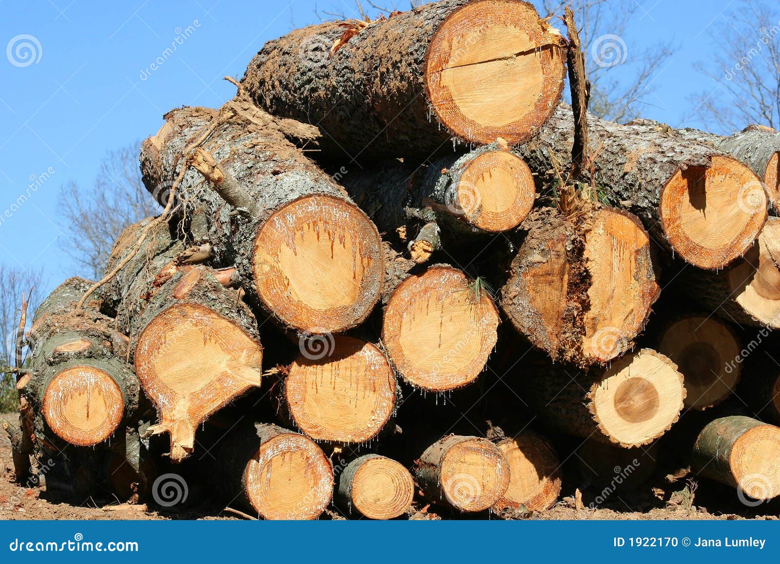 Freshly Cut Trees stock photo. Image of agriculture, lumber - 1922170