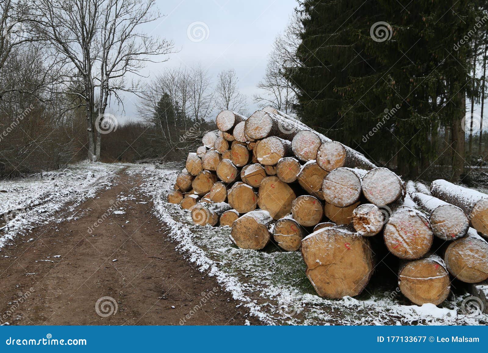 Freshly Cut Trees in the Forest, on the Side of a Forest Road Stock ...