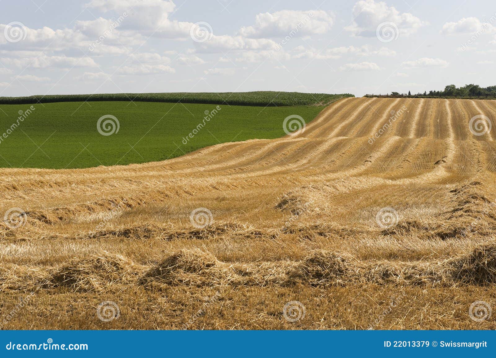Freshly cut wheatfield stock image. Image of farm, flora - 22013379