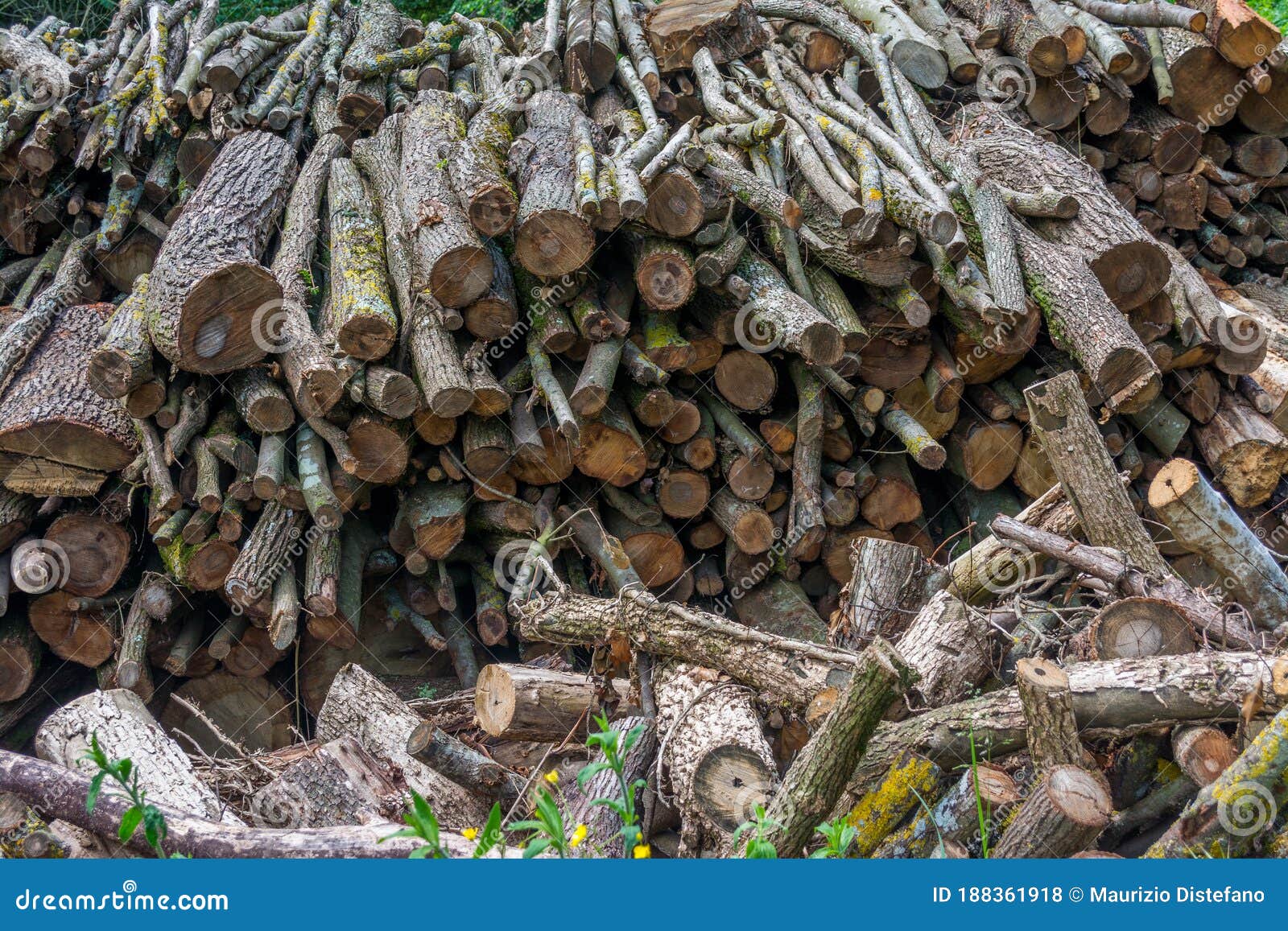 Freshly Cut Wood on the Edge of a Forest Stock Photo - Image of ...