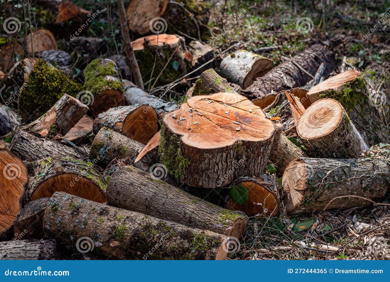 Freshly Cut Wood on the Ground Stock Image - Image of dust, porous ...