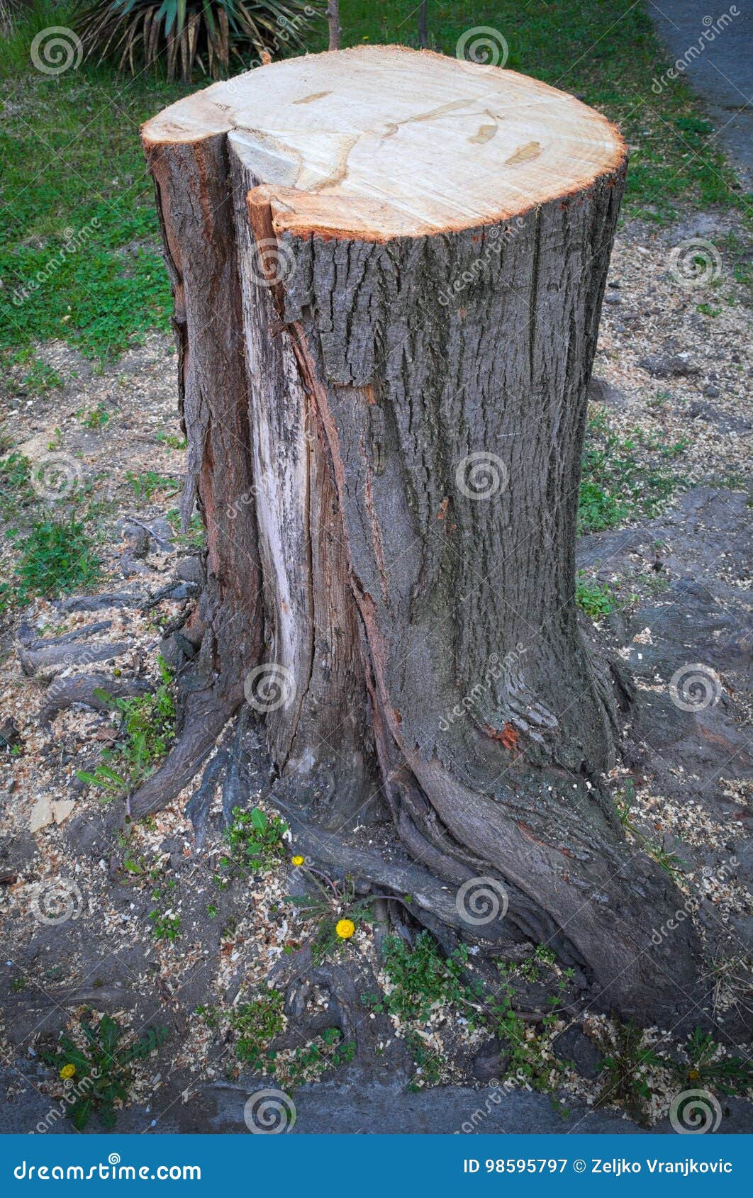 Freshly Cuted Tree Royalty-Free Stock Photography | CartoonDealer.com ...