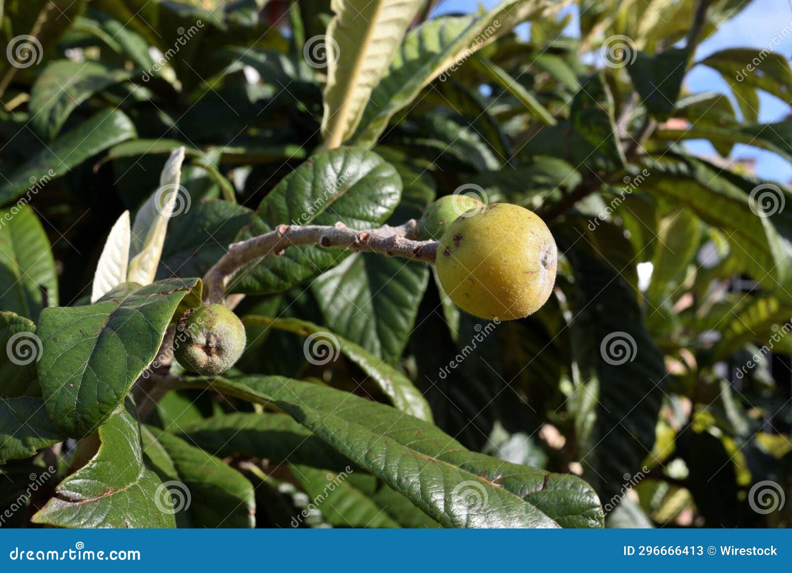 An Unripe Fruit is Growing on the Tree Outside Stock Image - Image of ...