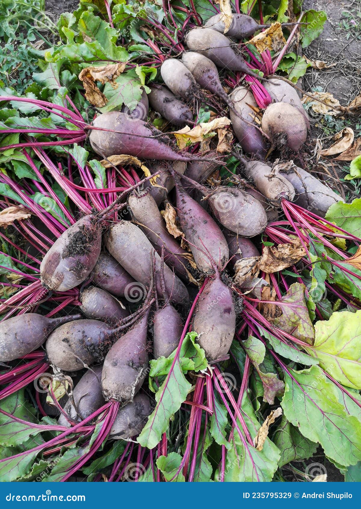 Freshly Dug Beets on the Ground. Stock Image - Image of nature ...