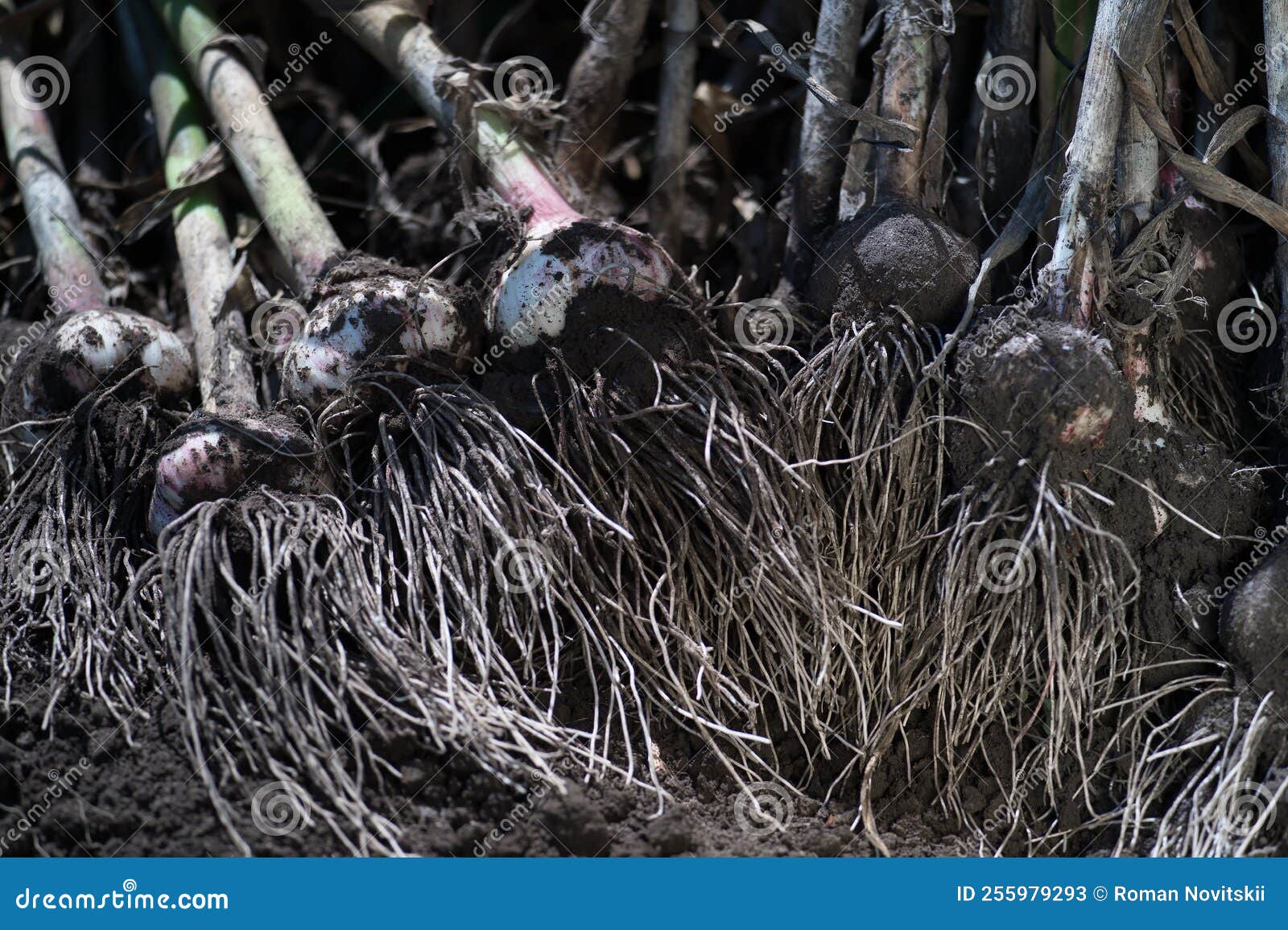 Freshly Dug Garlic Close-up with a Powerful Root System on an Earthen ...