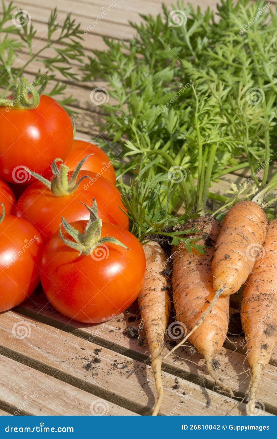 Freshly Dug Organic Carrorts and Tomatoes Stock Photo - Image of tasty ...