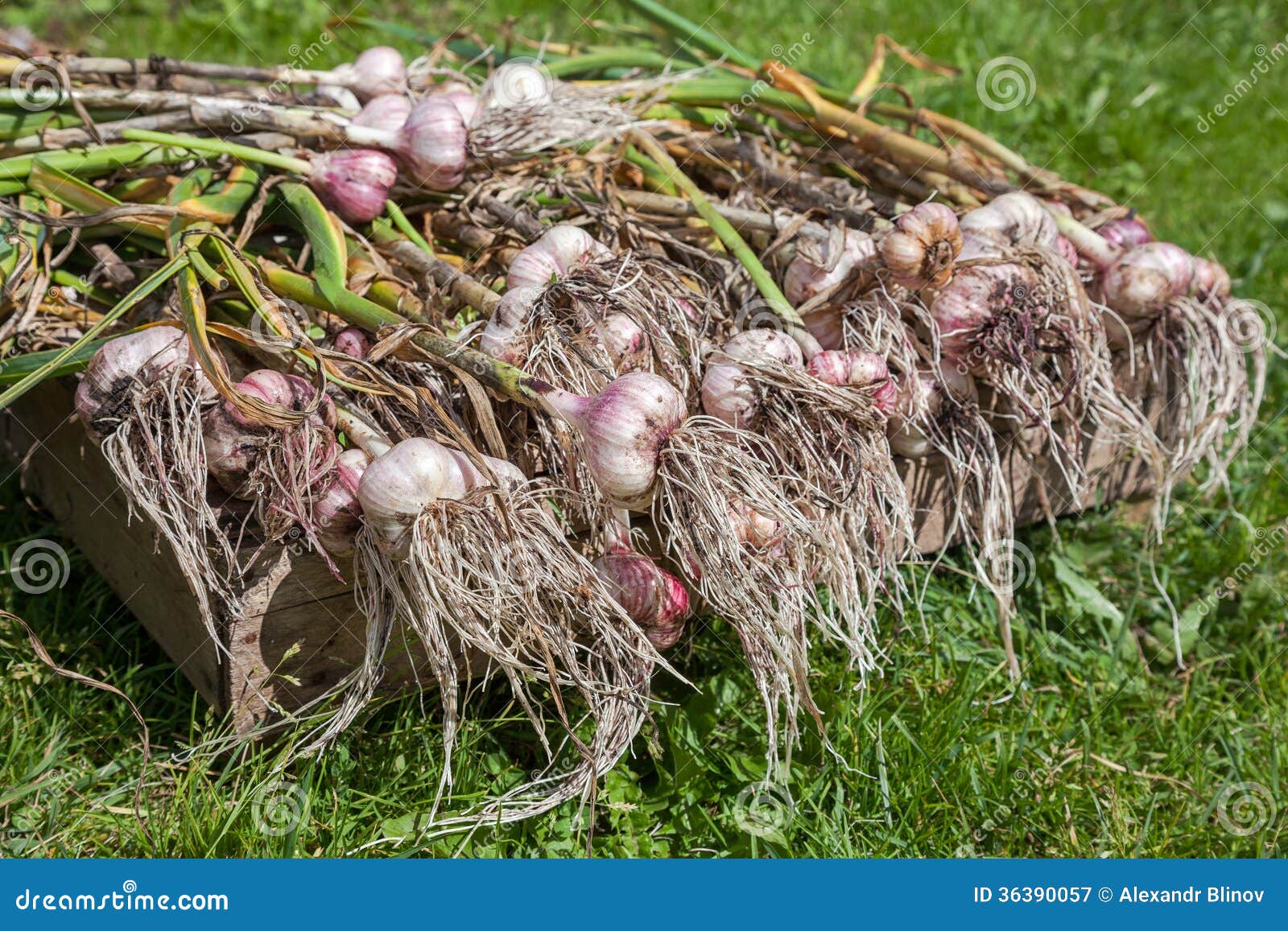Freshly Dug Organic Garlic Drying on the Grass Stock Image - Image of ...