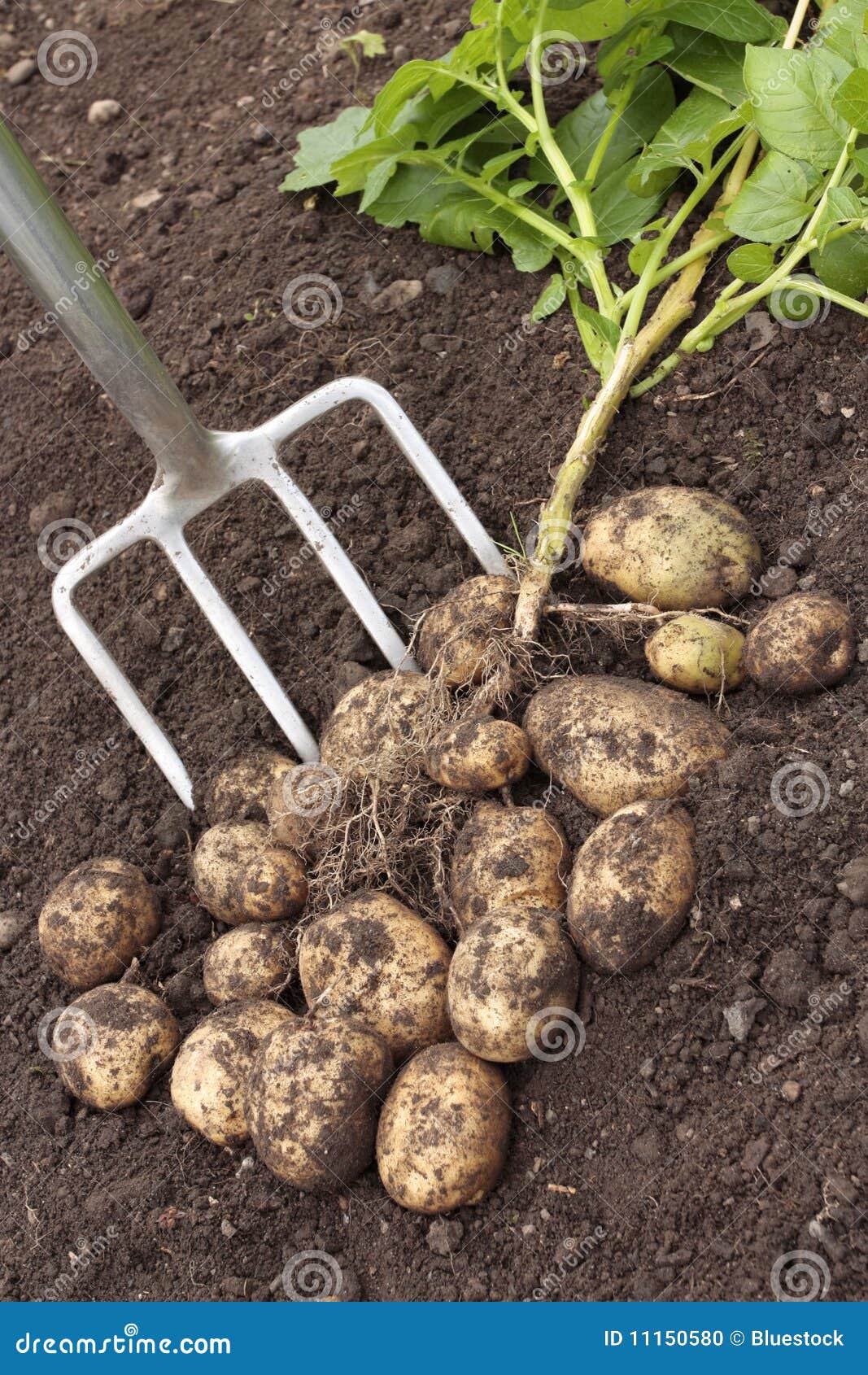 Freshly dug potatoes stock photo. Image of ground, earth - 11150580