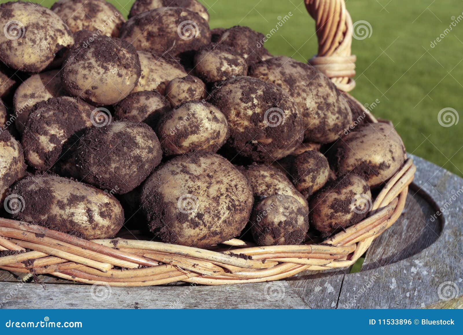 Freshly dug potatoes stock photo. Image of fresh, ground - 11533896