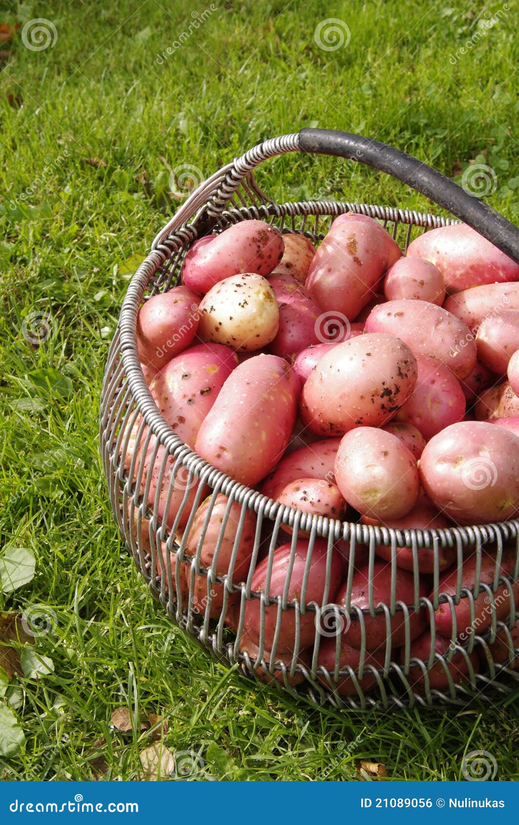 Freshly dug potatoes stock photo. Image of countryside - 21089056
