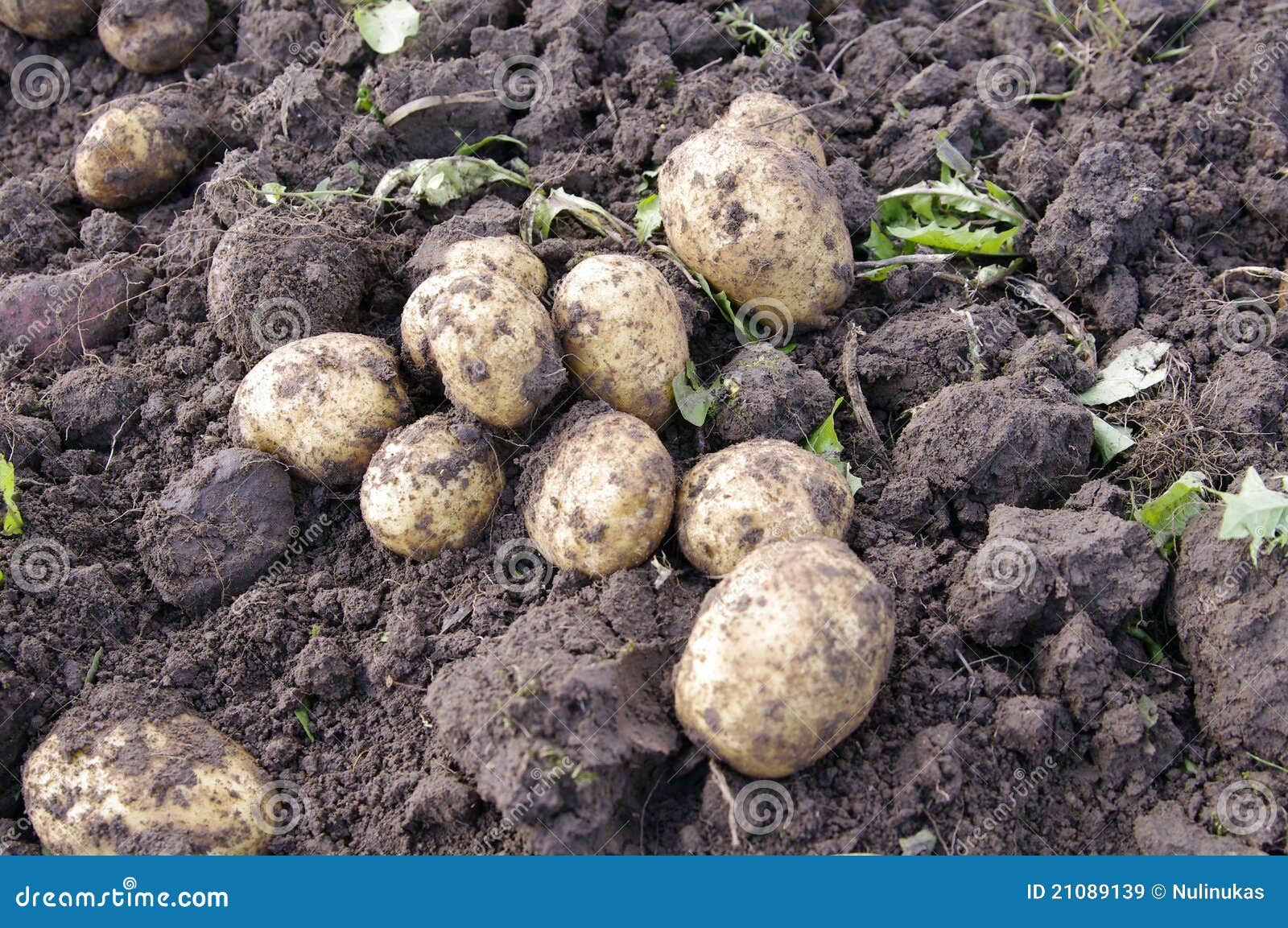 Freshly dug potatoes stock image. Image of brown, lots - 21089139