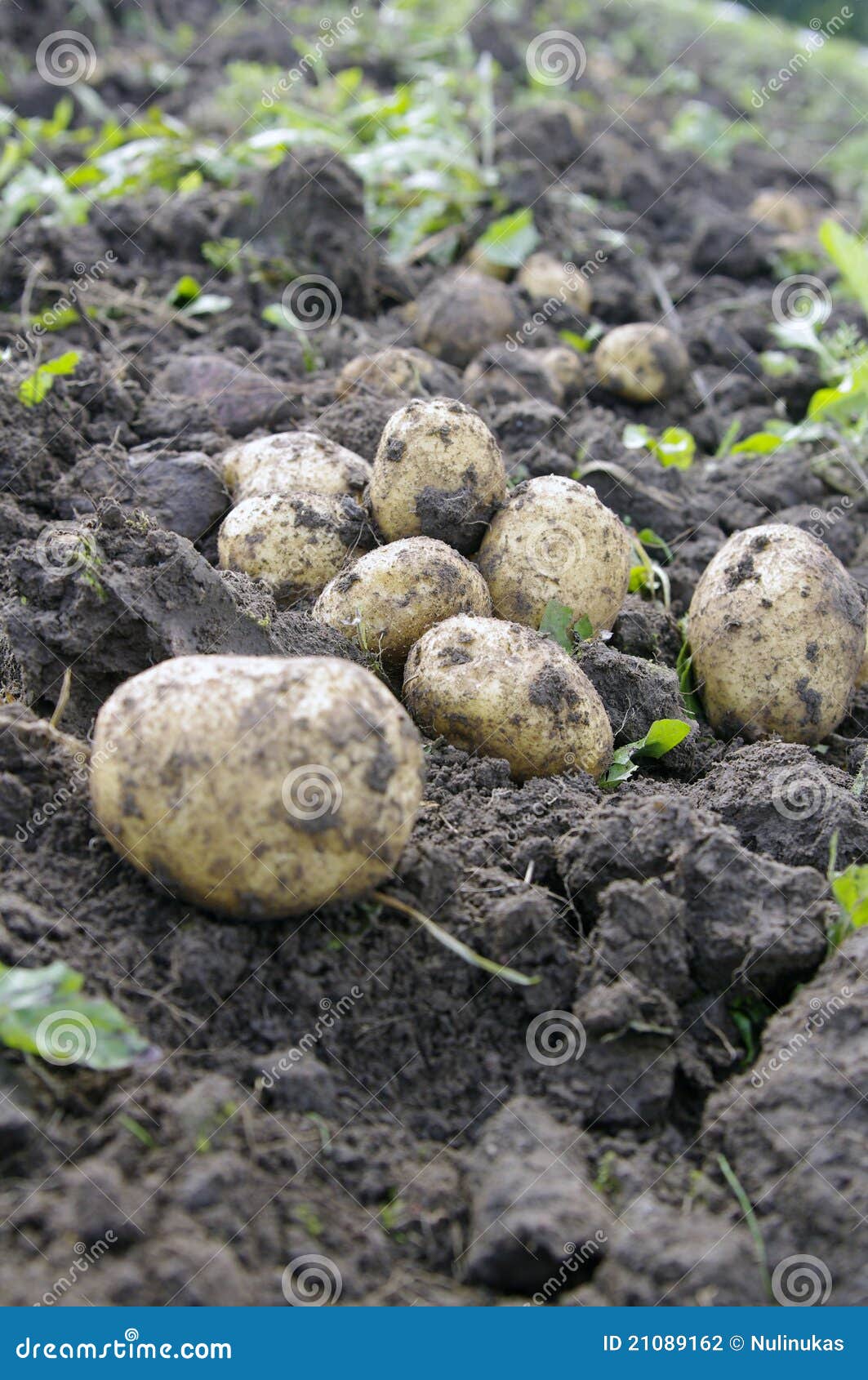 Freshly dug potatoes stock photo. Image of spuds, earth - 21089162