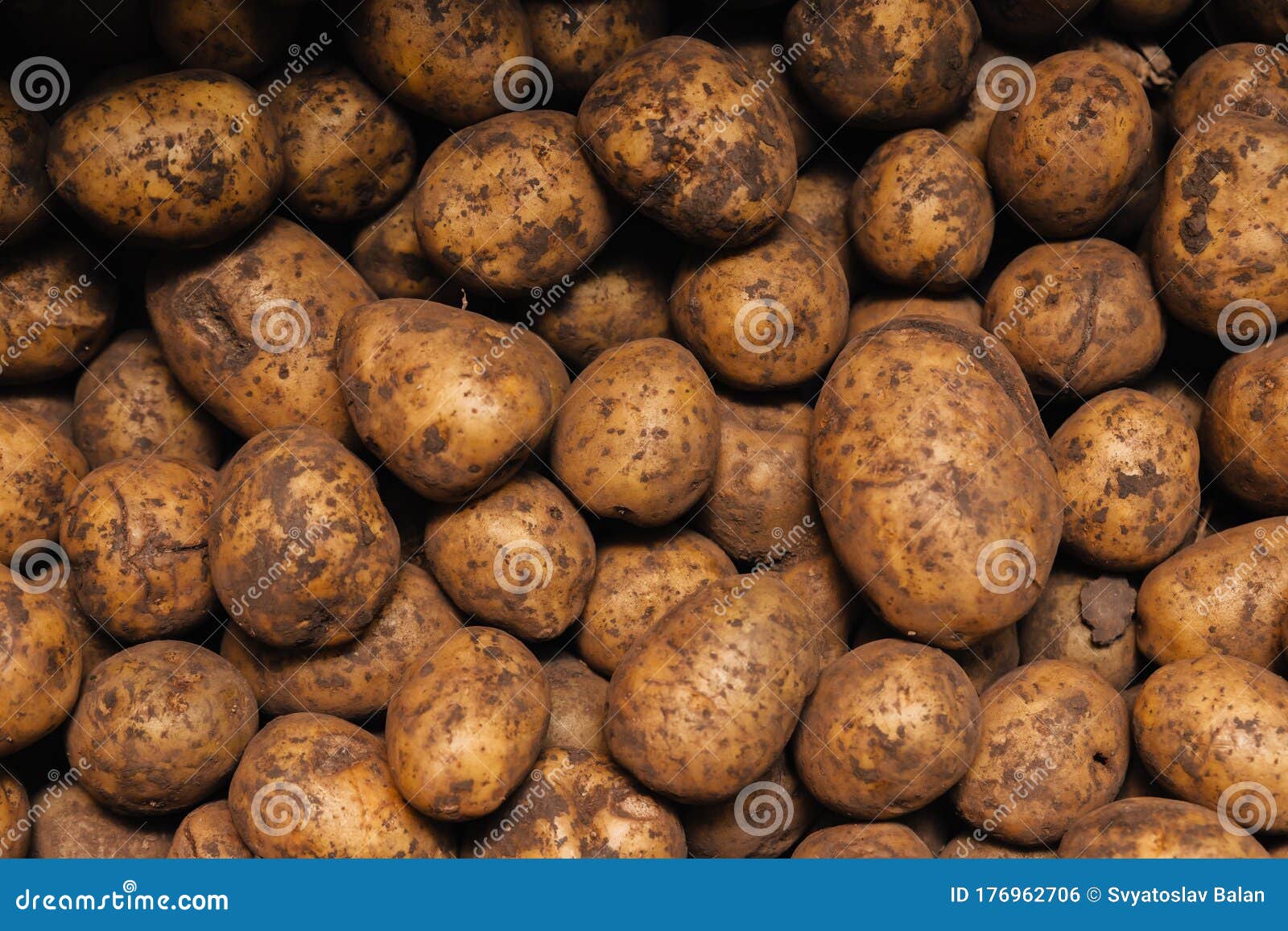 Freshly Dug Potatoes in Earthen Dust Stock Photo - Image of farm ...
