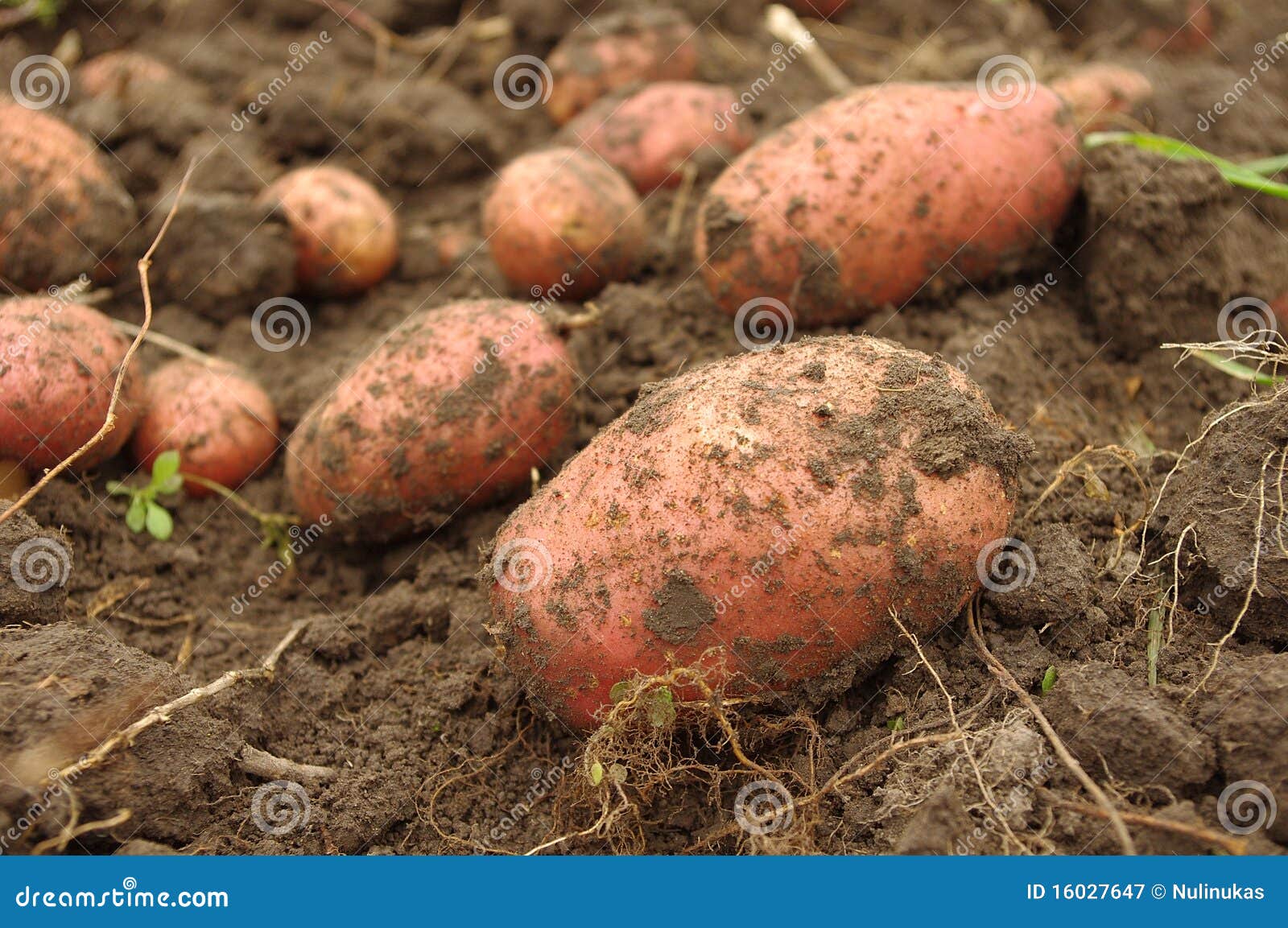 Freshly Dug Potatoes in Field Stock Image - Image of farming, harvest ...