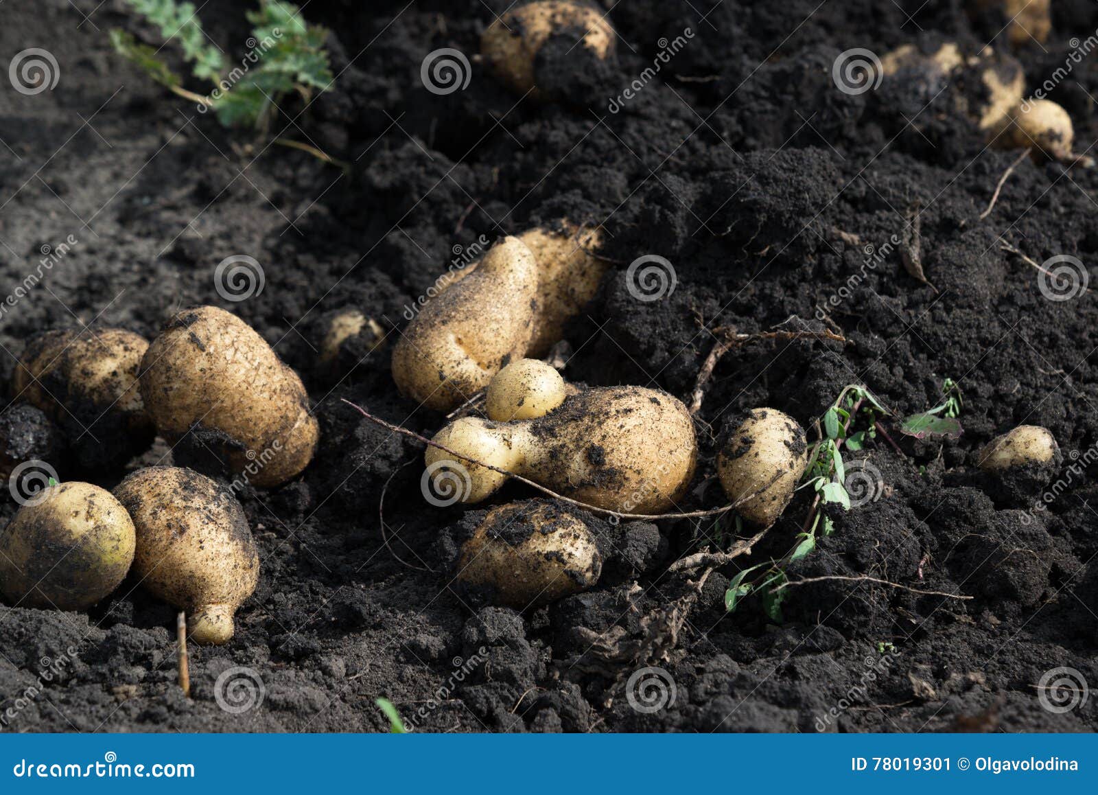 Freshly Dug Potatoes Lying on Ground Stock Image - Image of organic ...