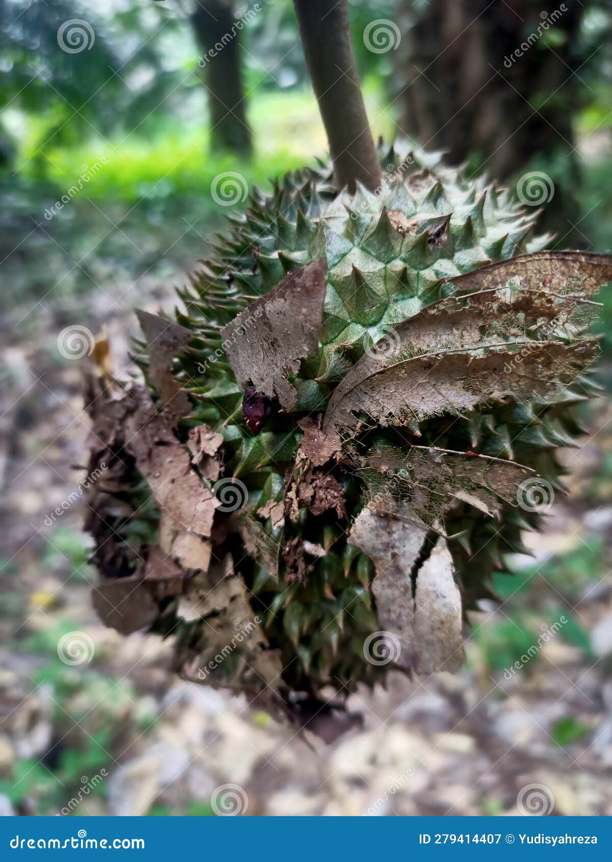 Freshly Fallen Borneo Forest Durian Fruit? Stock Image - Image of ...