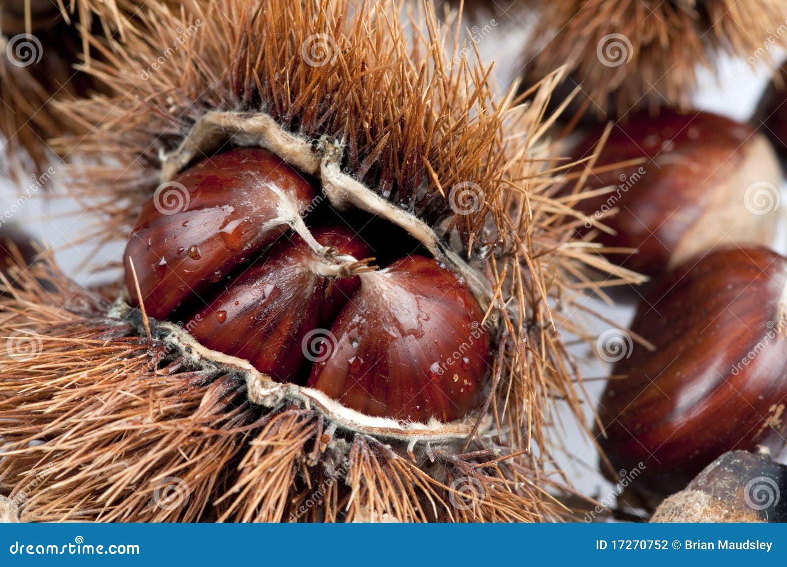 Freshly Fallen Brown Chestnuts in Fruit Case. Stock Photo - Image of ...