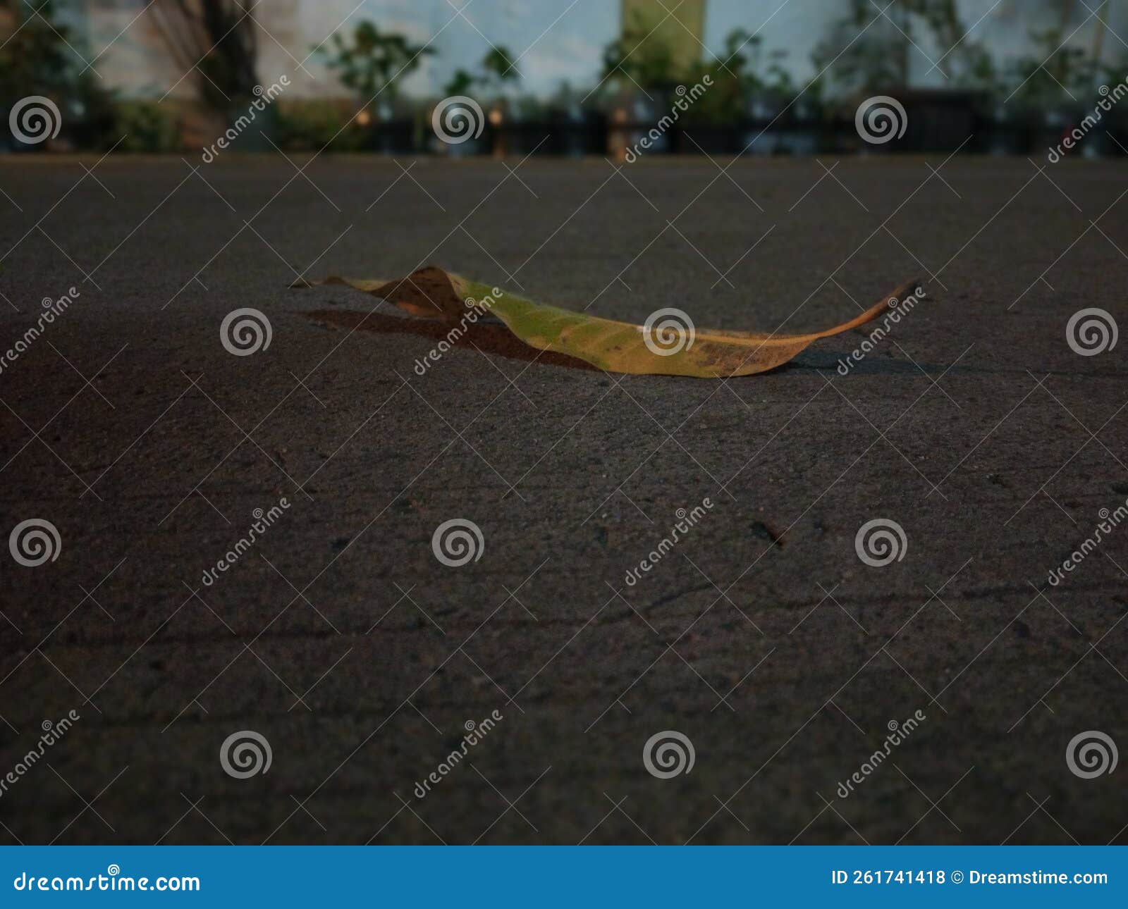 Freshly Fallen Leaves at Night Stock Photo - Image of leave, silent ...