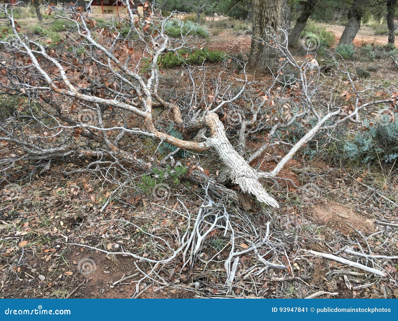 Freshly Fallen Limb Picture. Image: 93947841