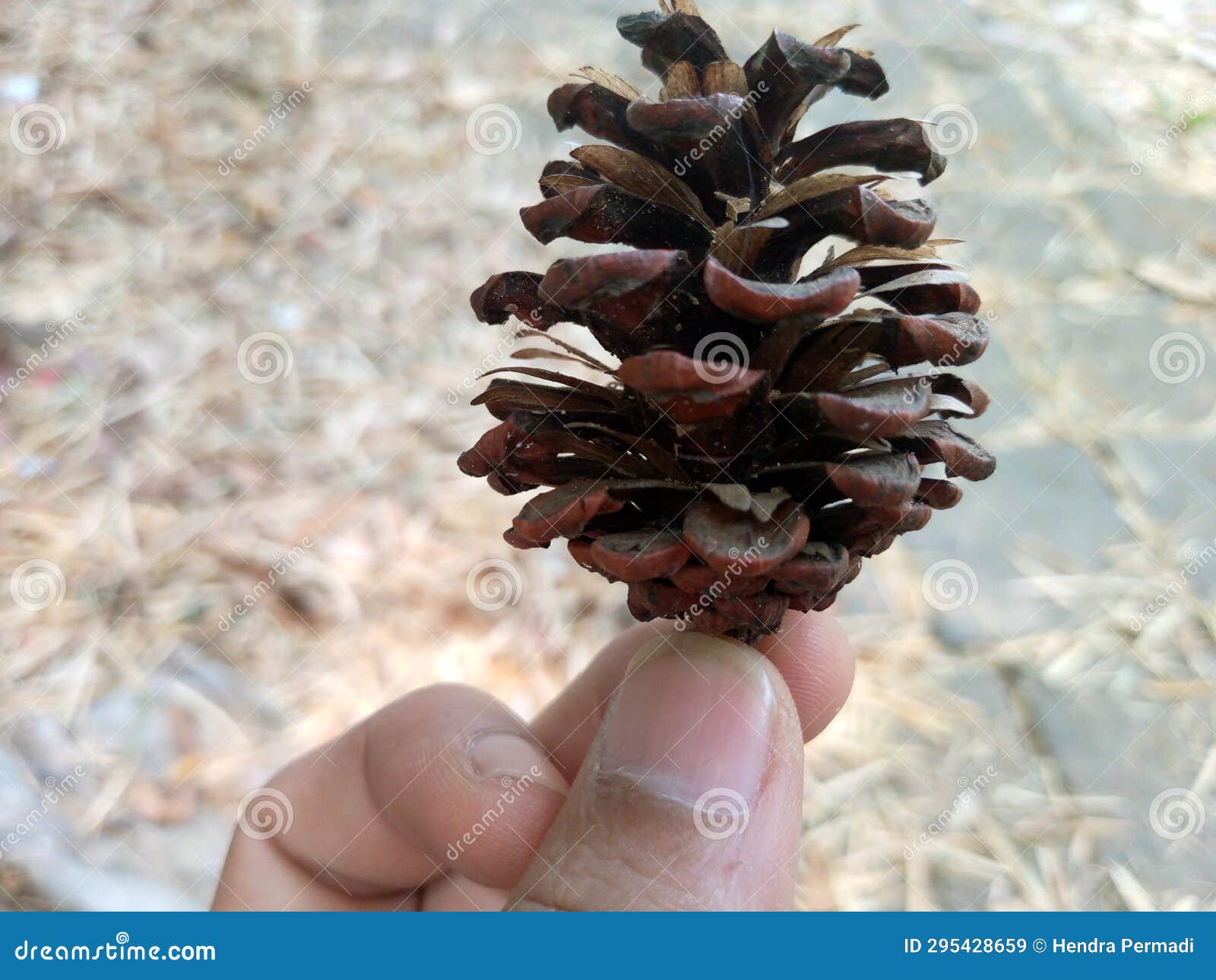 Freshly Fallen Pine Tree Seeds Stock Image - Image of fallen, plant ...