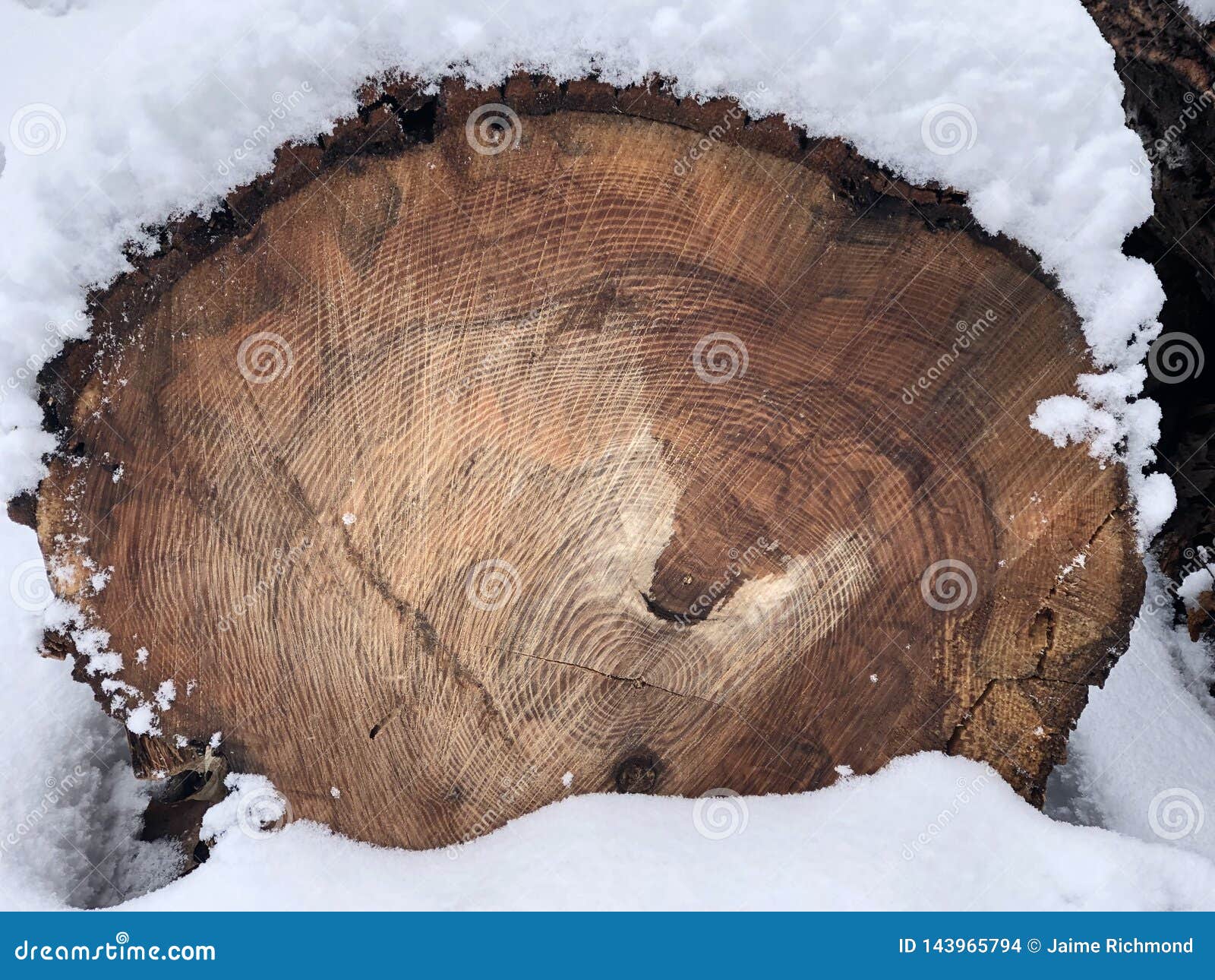 Snow covered tree log stock photo. Image of covered - 143965794