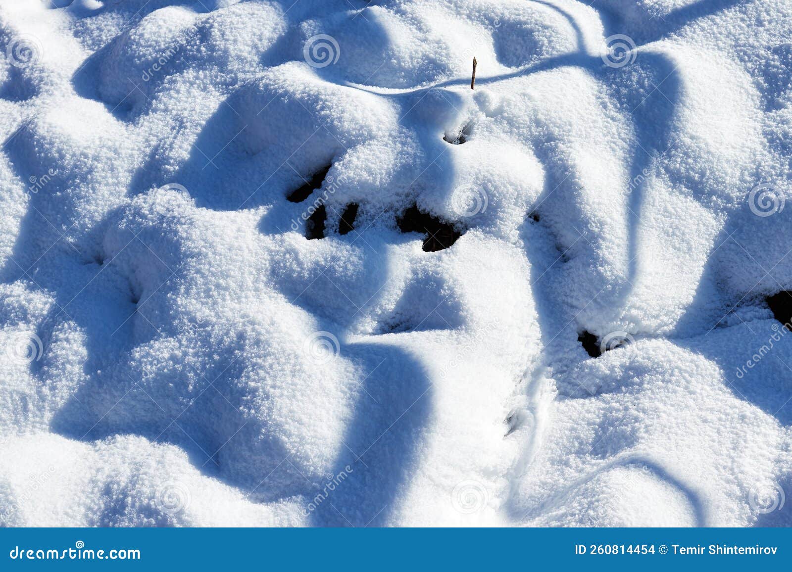 Freshly Fallen Snow Covered Fallen Leaves Brightly Lit by Sun Stock ...