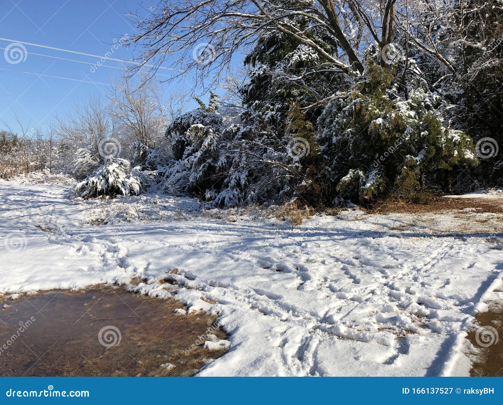 Freshly Fallen Snow in the Ground with Snowflakes in the Trees Stock ...