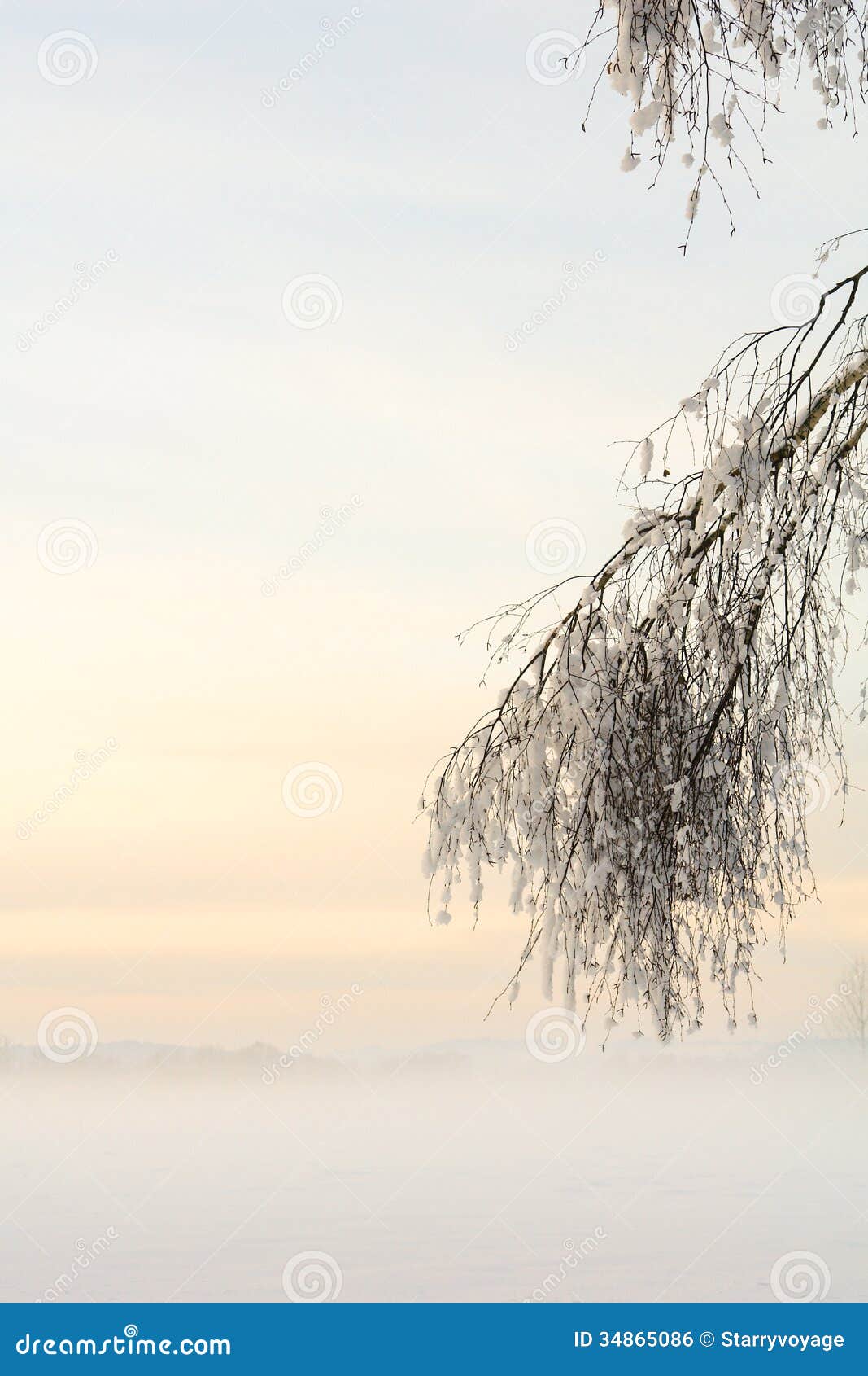 Freshly Fallen Snow on a Tree Bough Stock Photo - Image of snowy, foggy ...