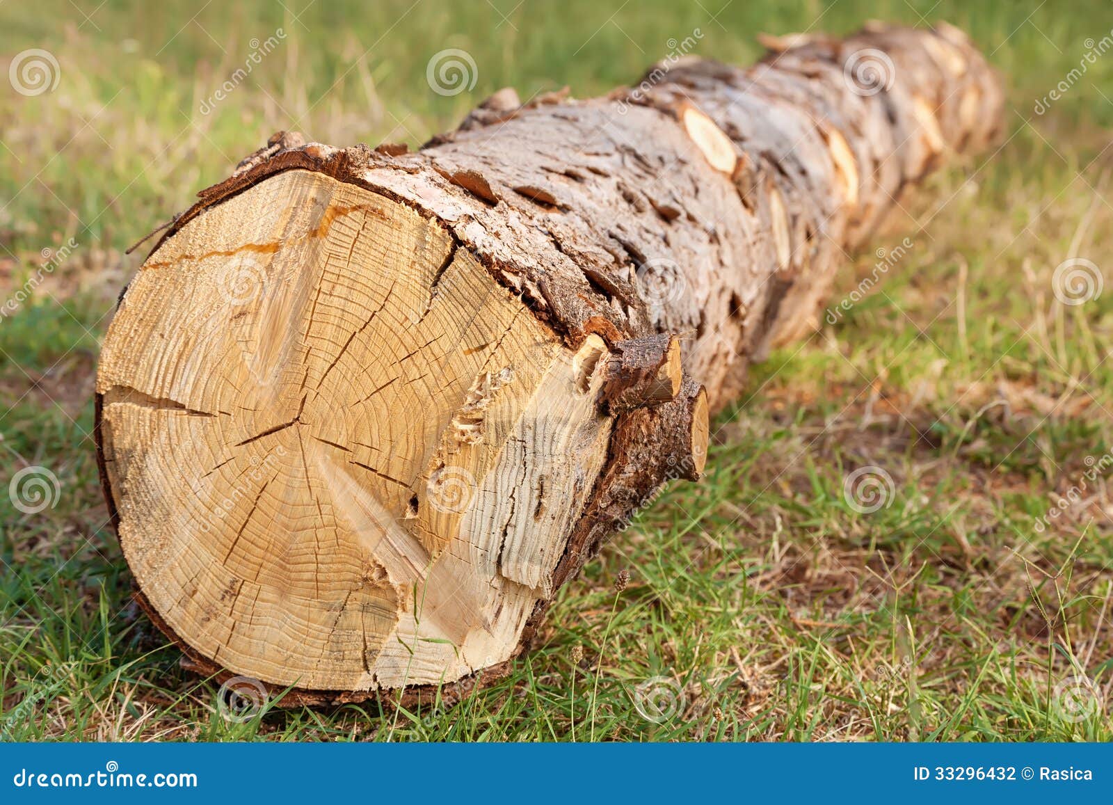 Freshly Felled of the Fir Tree Stock Photo - Image of damage, material ...