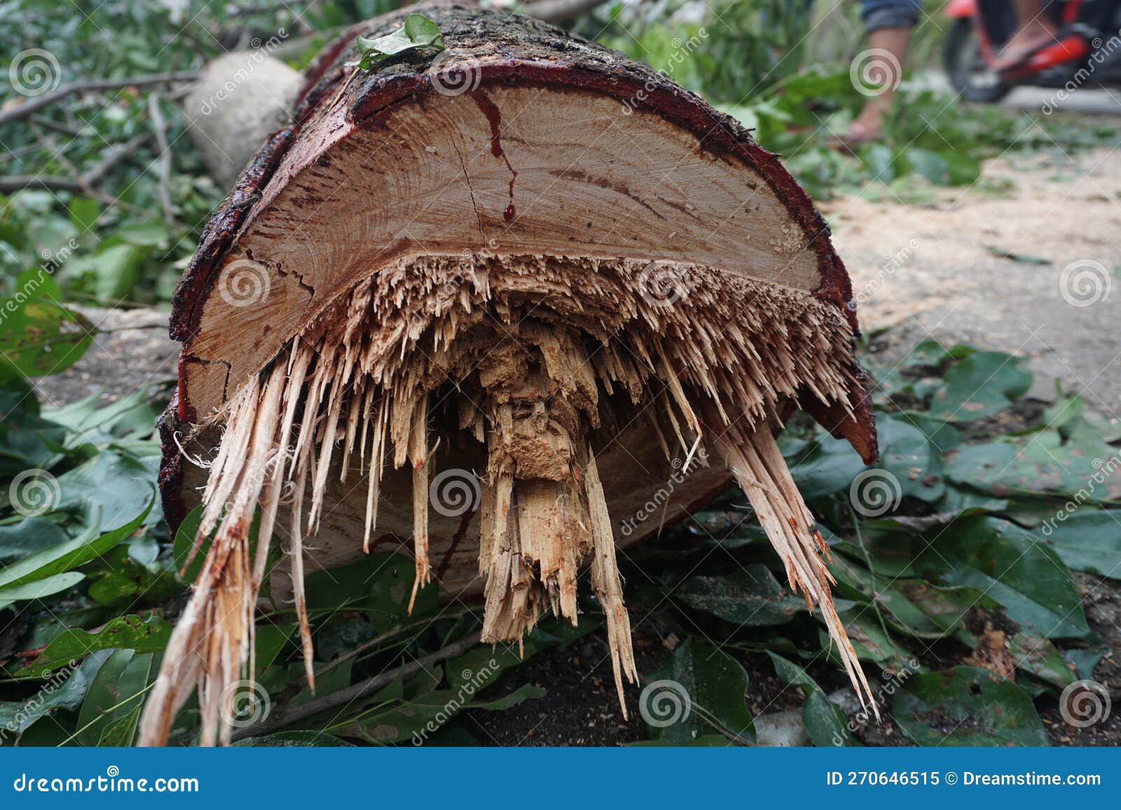 A Freshly Felled Tree Trunk Stock Image - Image of large, logging ...