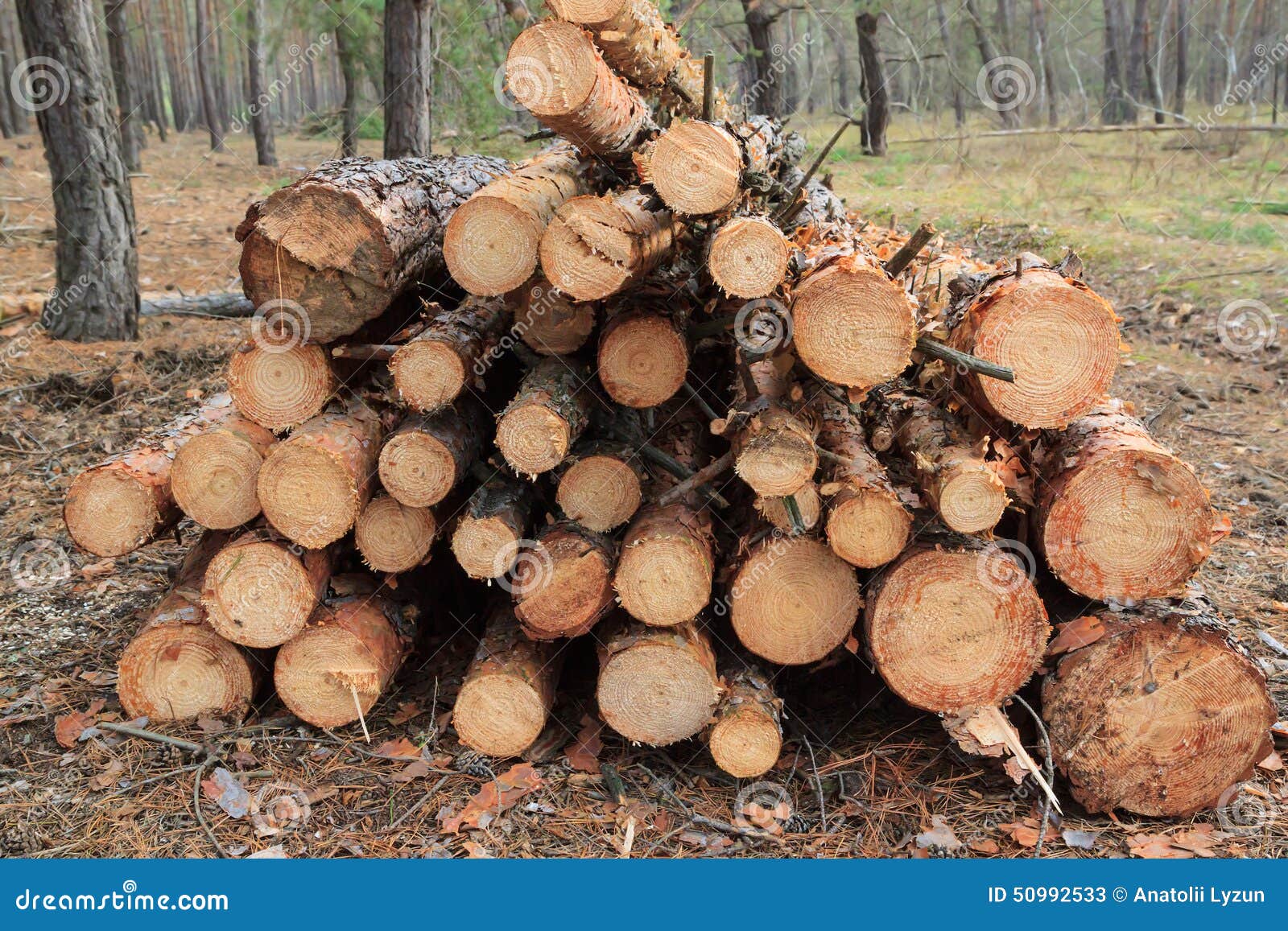 Freshly Felled Trees Piled in a Heap Stock Image - Image of horizontal ...