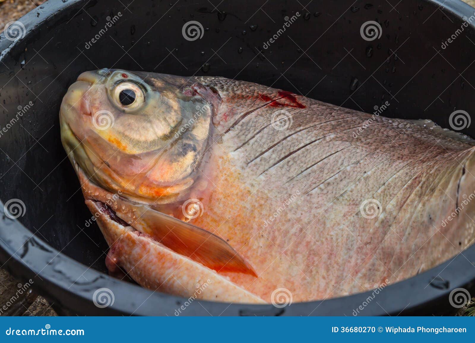 Freshly fish for dinner stock photo. Image of gills, aquatic - 36680270