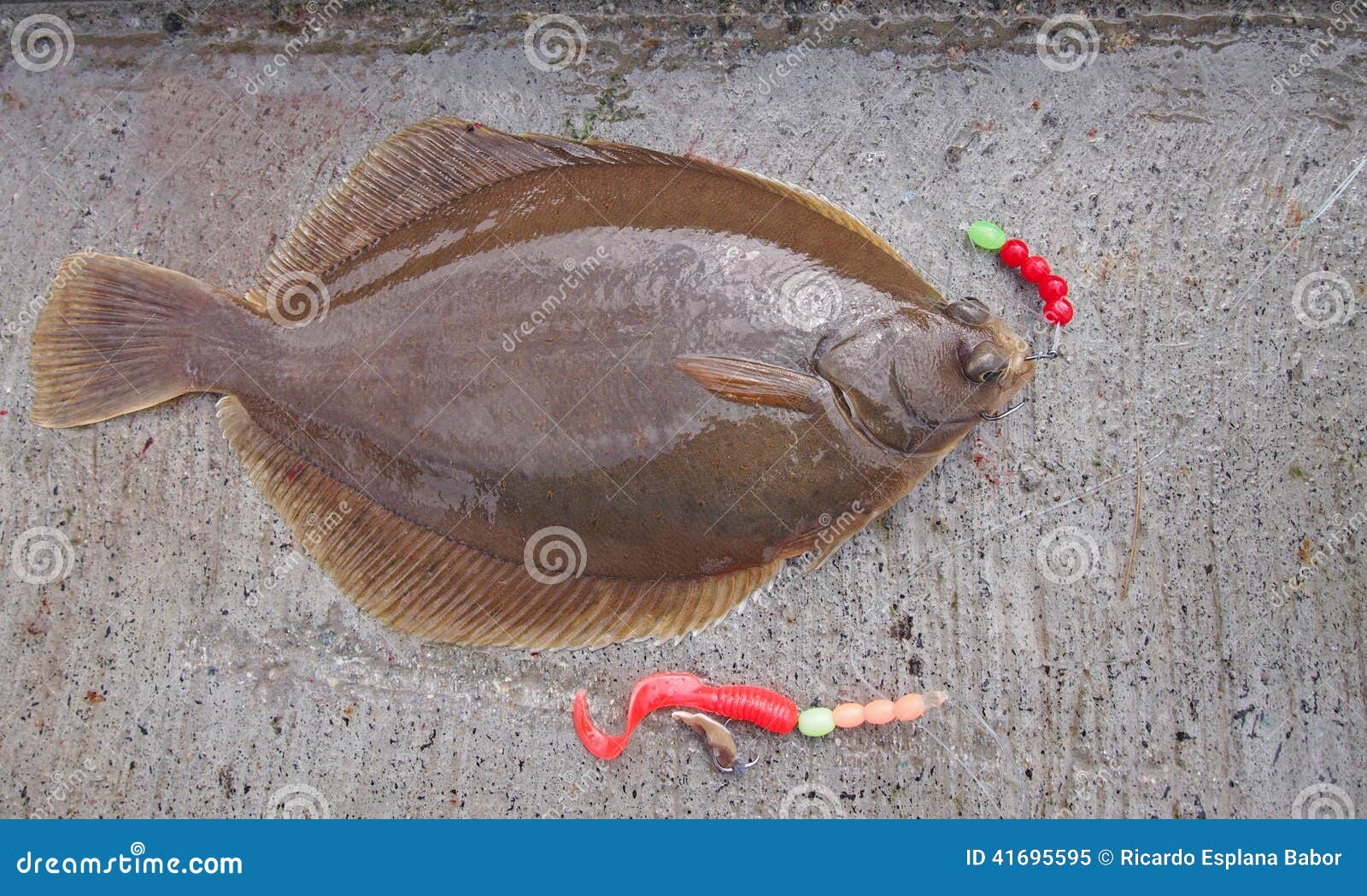 Freshly Flat Fish - Common Dab Stock Image - Image of limanda, food ...