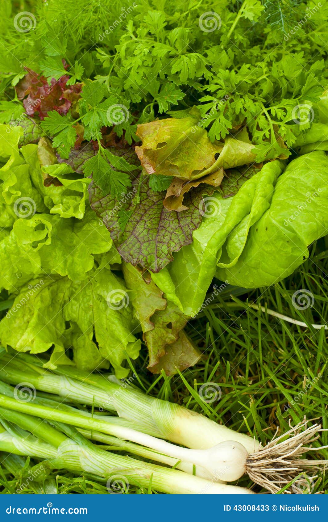 Freshly Green-stuff from the Garden Stock Image - Image of freshly ...