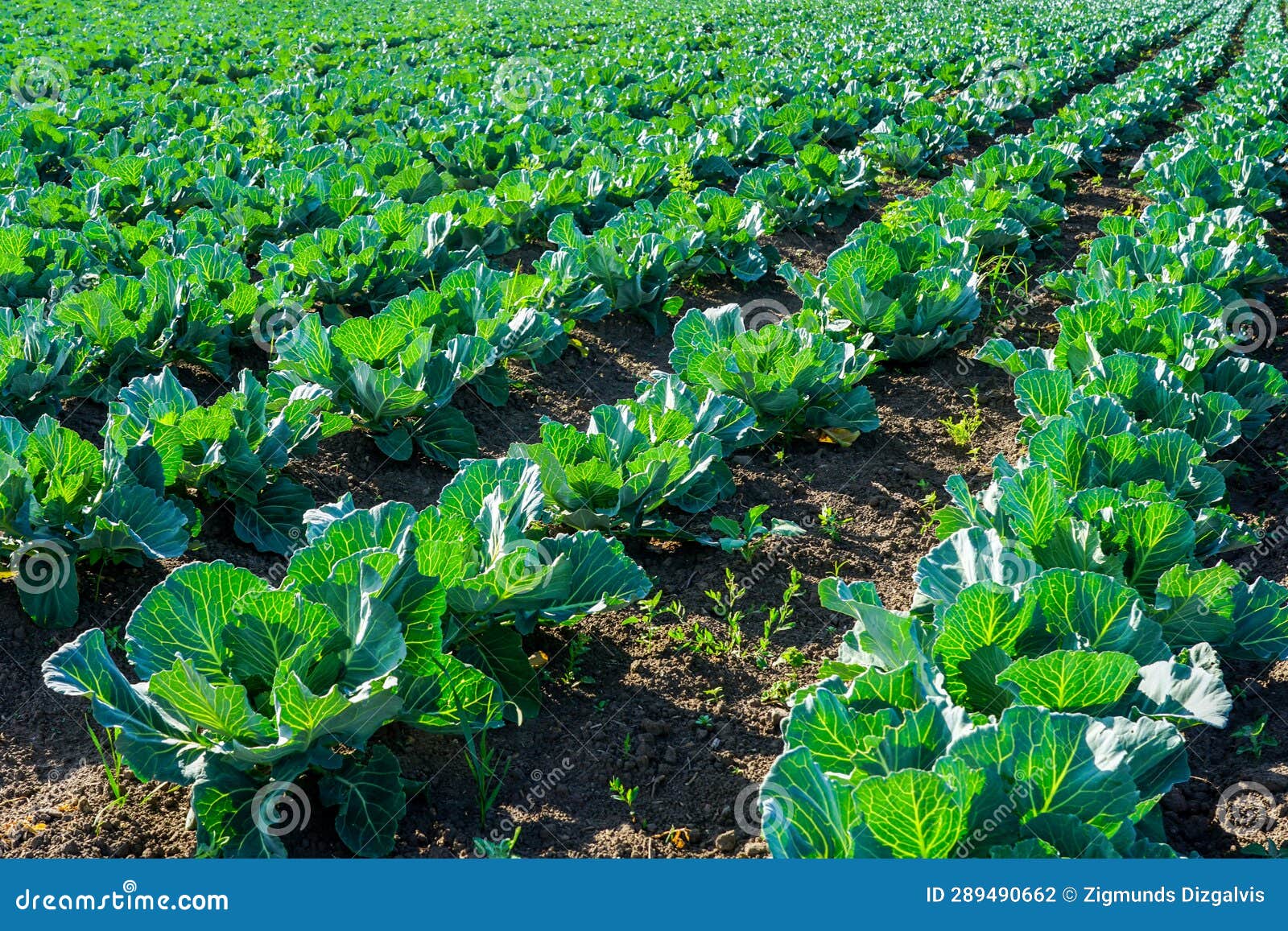 Freshly Growing in Rows Green Cabbage Field, Headed Cabbage Field Stock ...