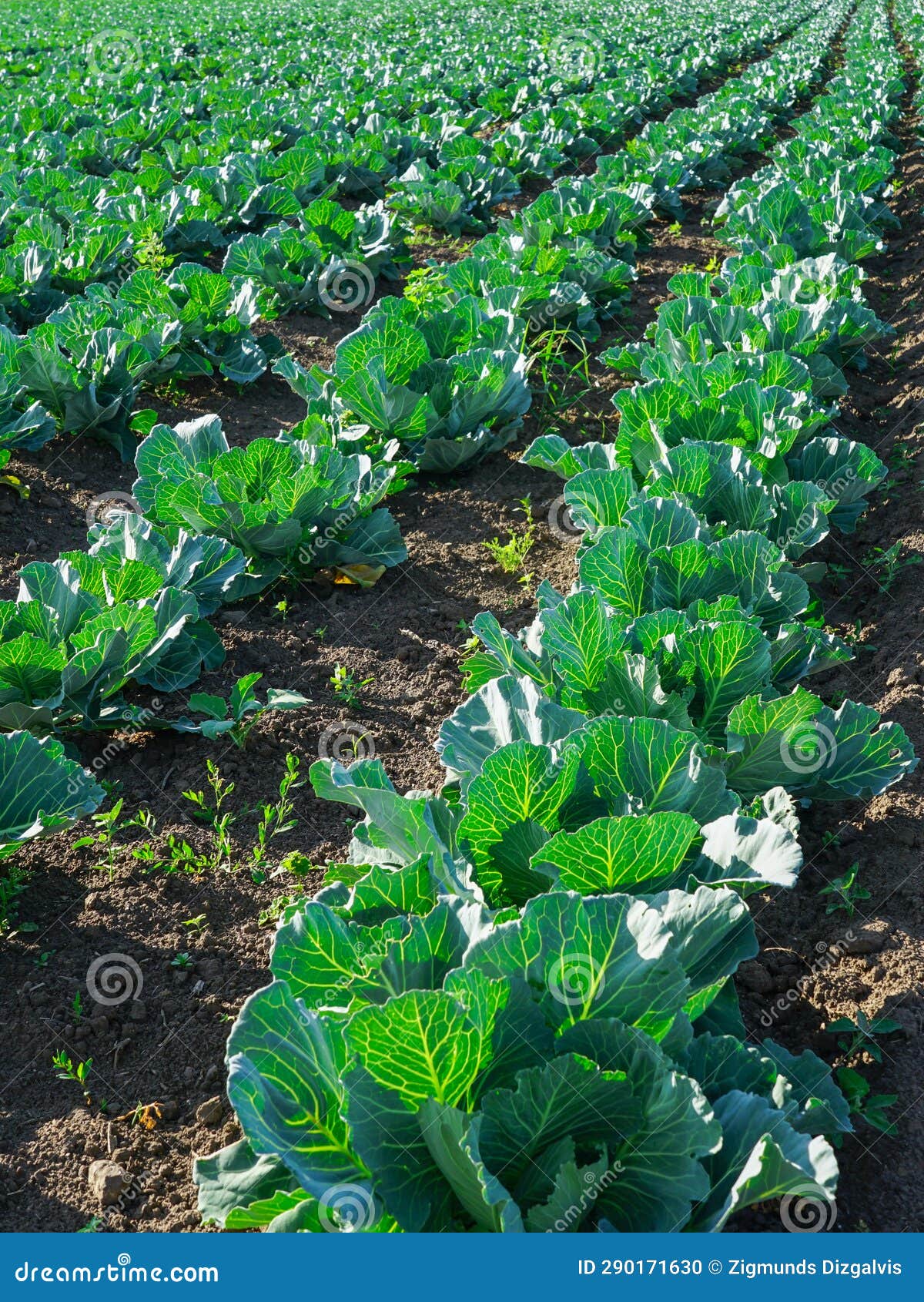 Freshly Growing in Rows Green Cabbage Field, Headed Cabbage Field Stock ...