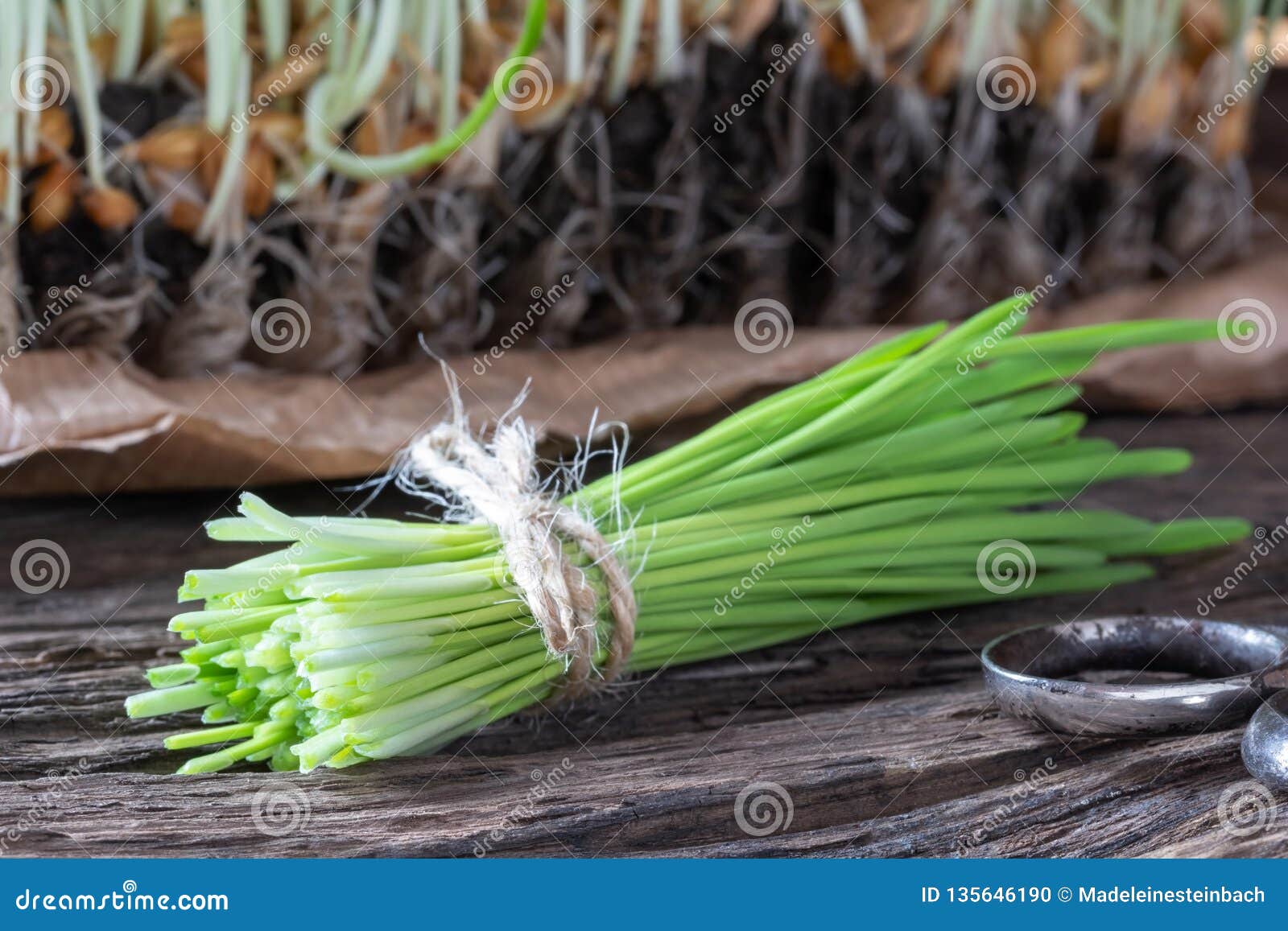 Freshly Grown Barley Grass on a Rustic Background Stock Photo - Image ...