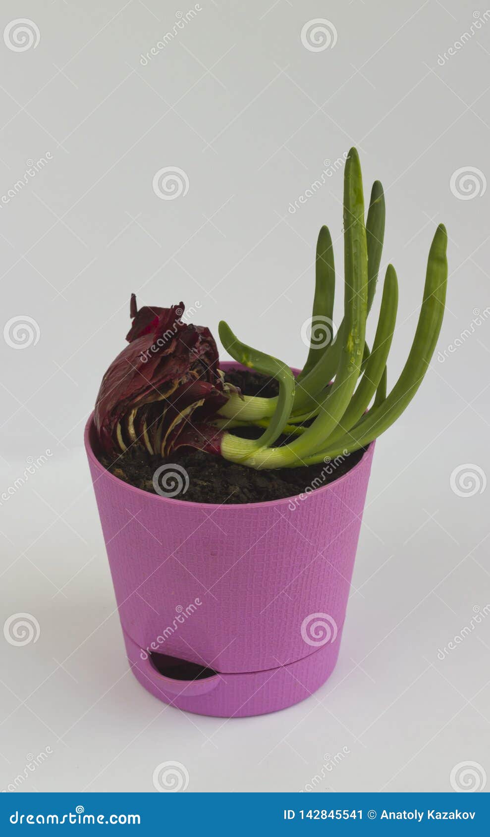 Freshly Grown Onions in a Pot Stock Image - Image of garden, organic ...