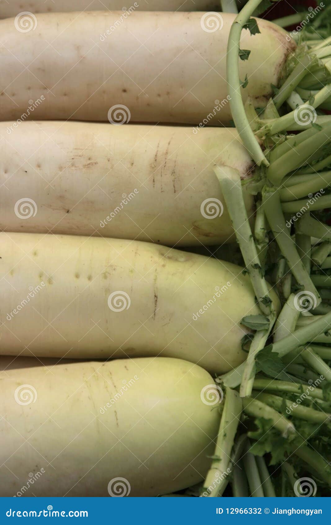Freshly Harvest White Radish Stock Photo - Image of nutritious, raddish ...