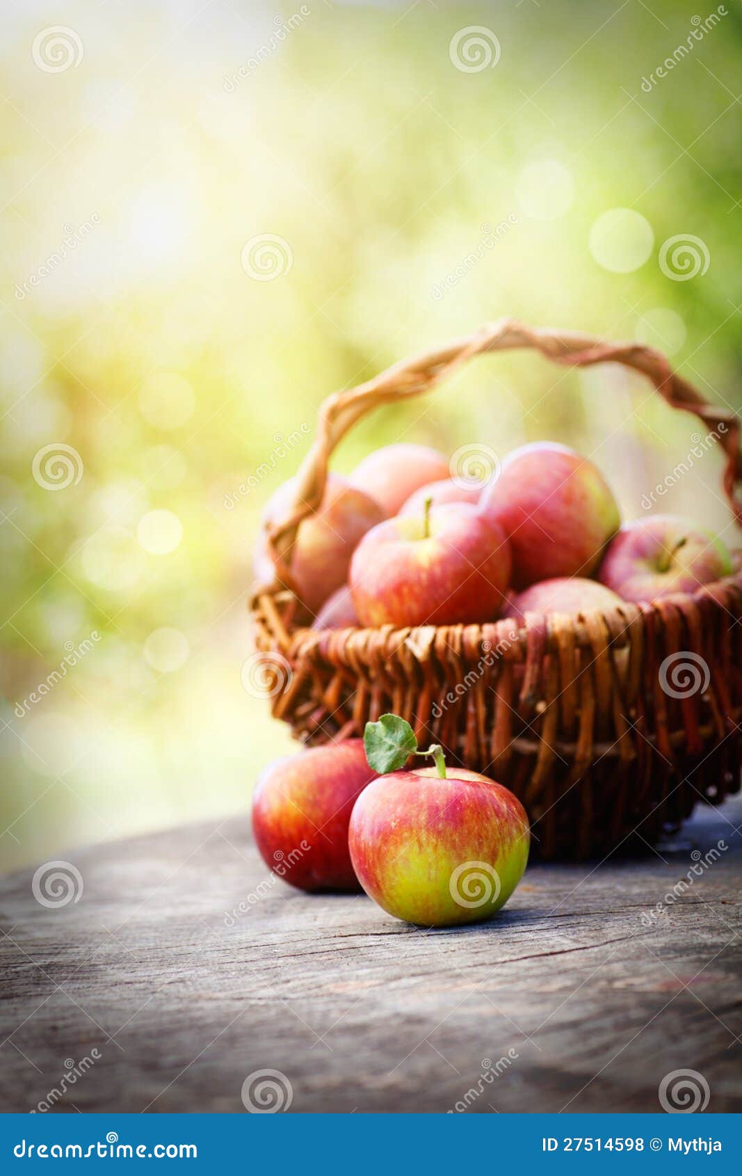 Freshly harvested apples stock photo. Image of cake, food - 27514598