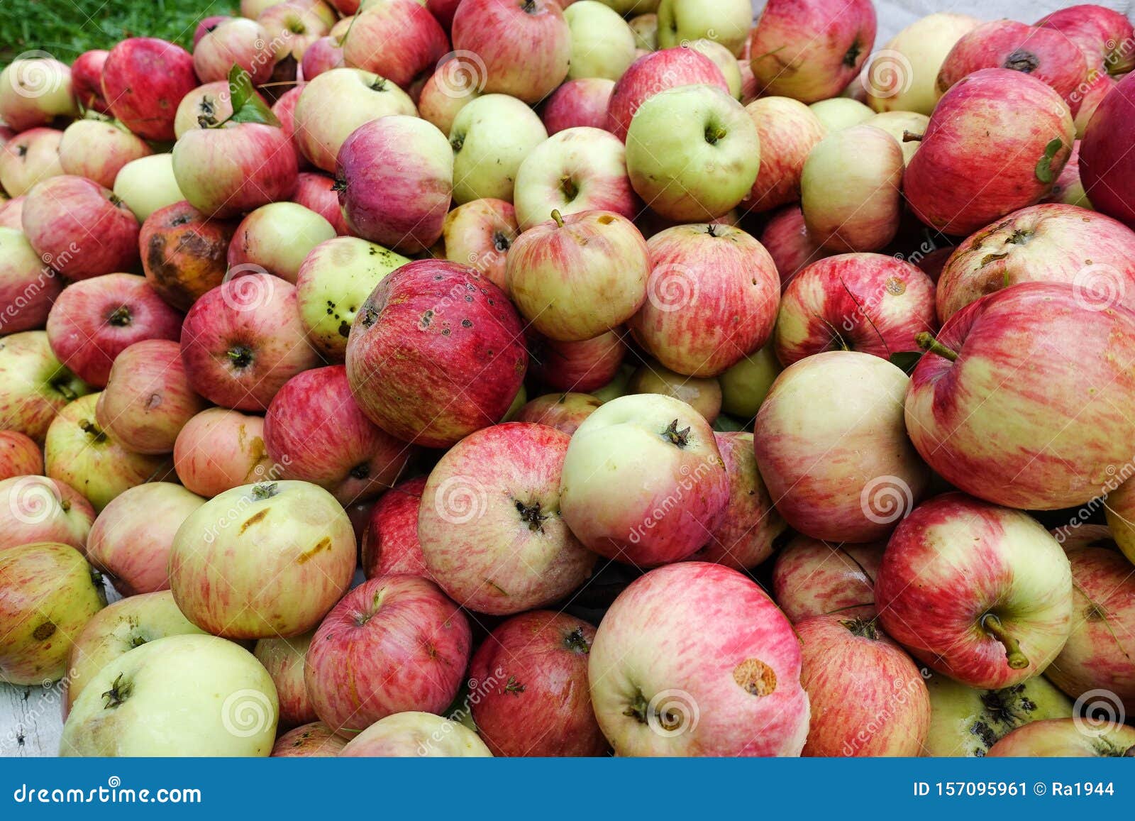 Freshly Harvested Apples Harvested from the Ground, Closeup for ...