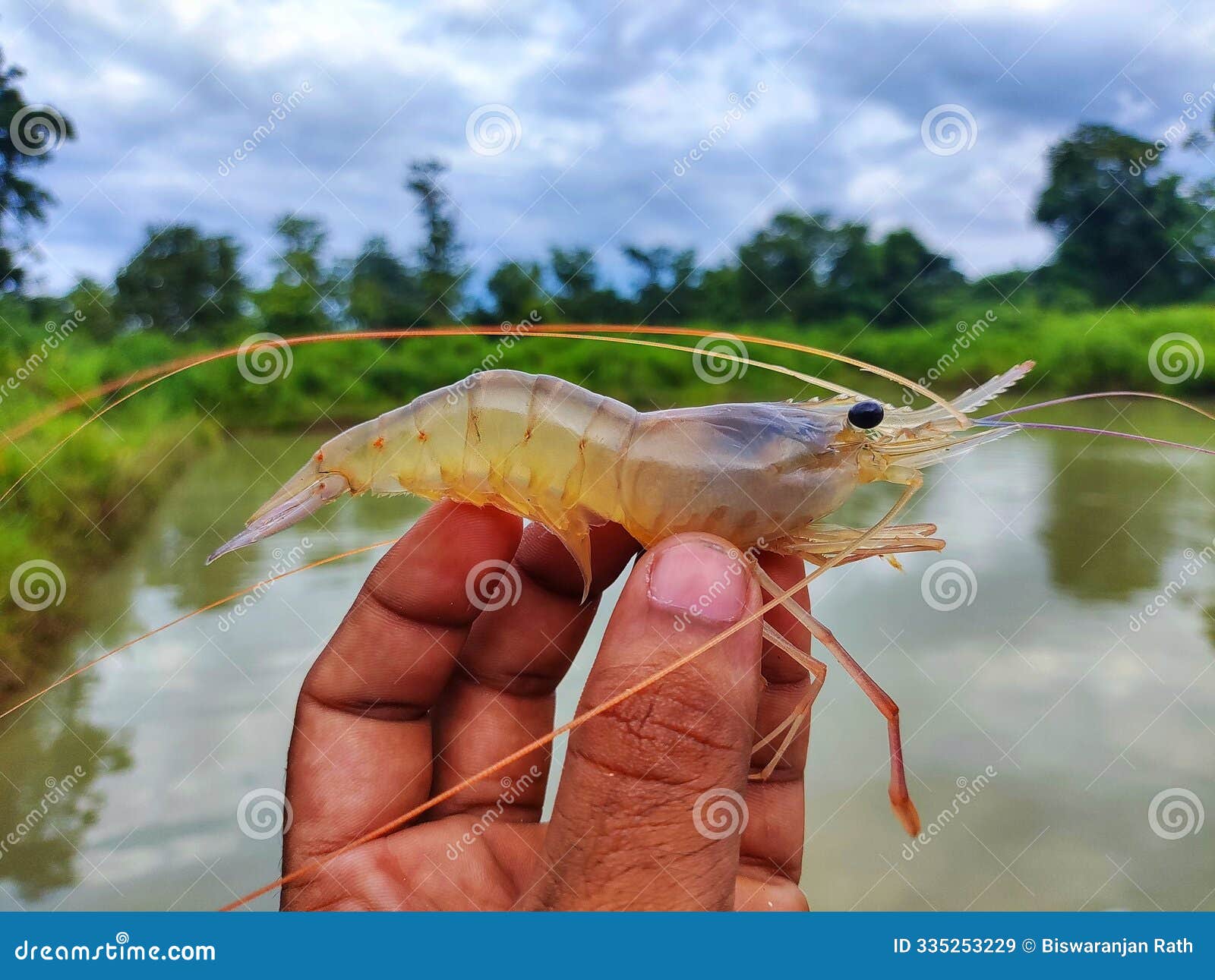 Freshly Harvested Big Freshwater Prawn in Hand in Nice Blur Background ...