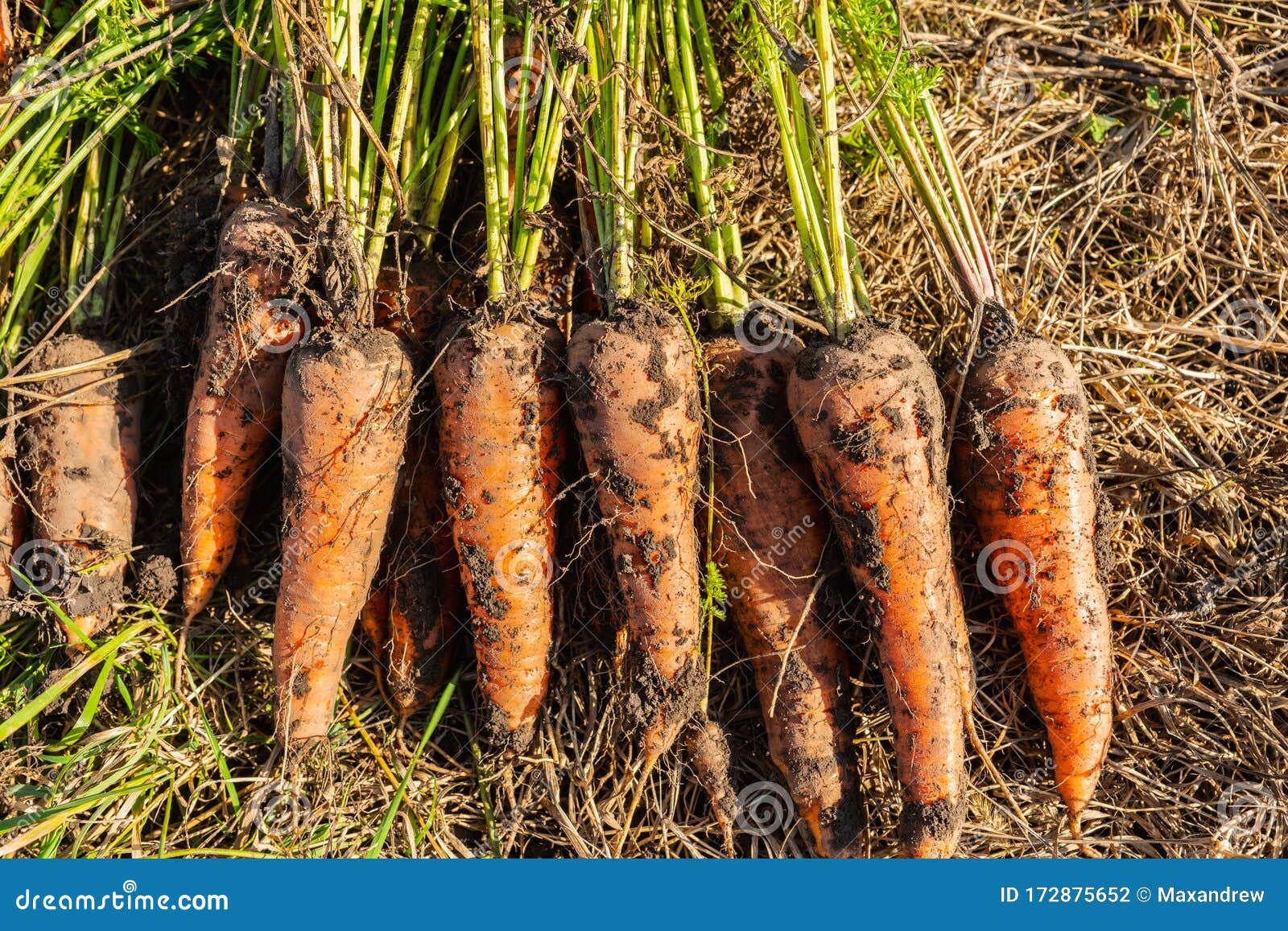 Freshly harvested carrots stock photo. Image of freshly - 172875652