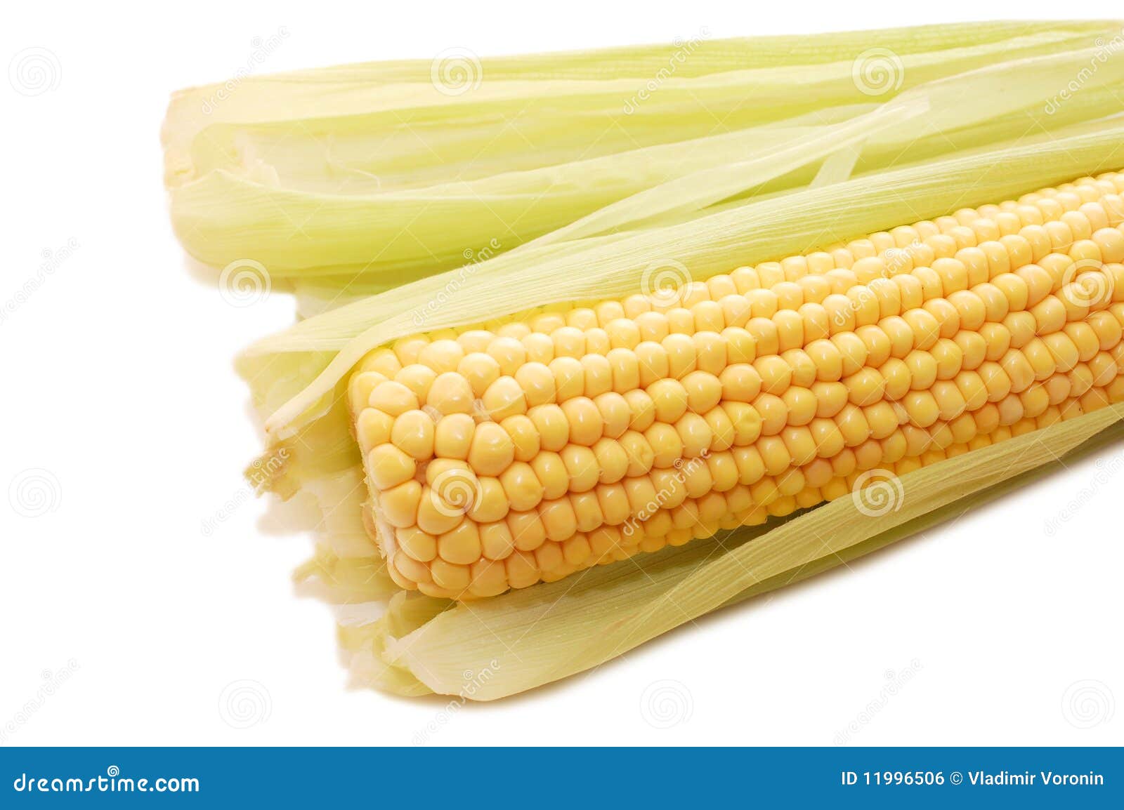 Freshly harvested corn stock photo. Image of ingredient - 11996506