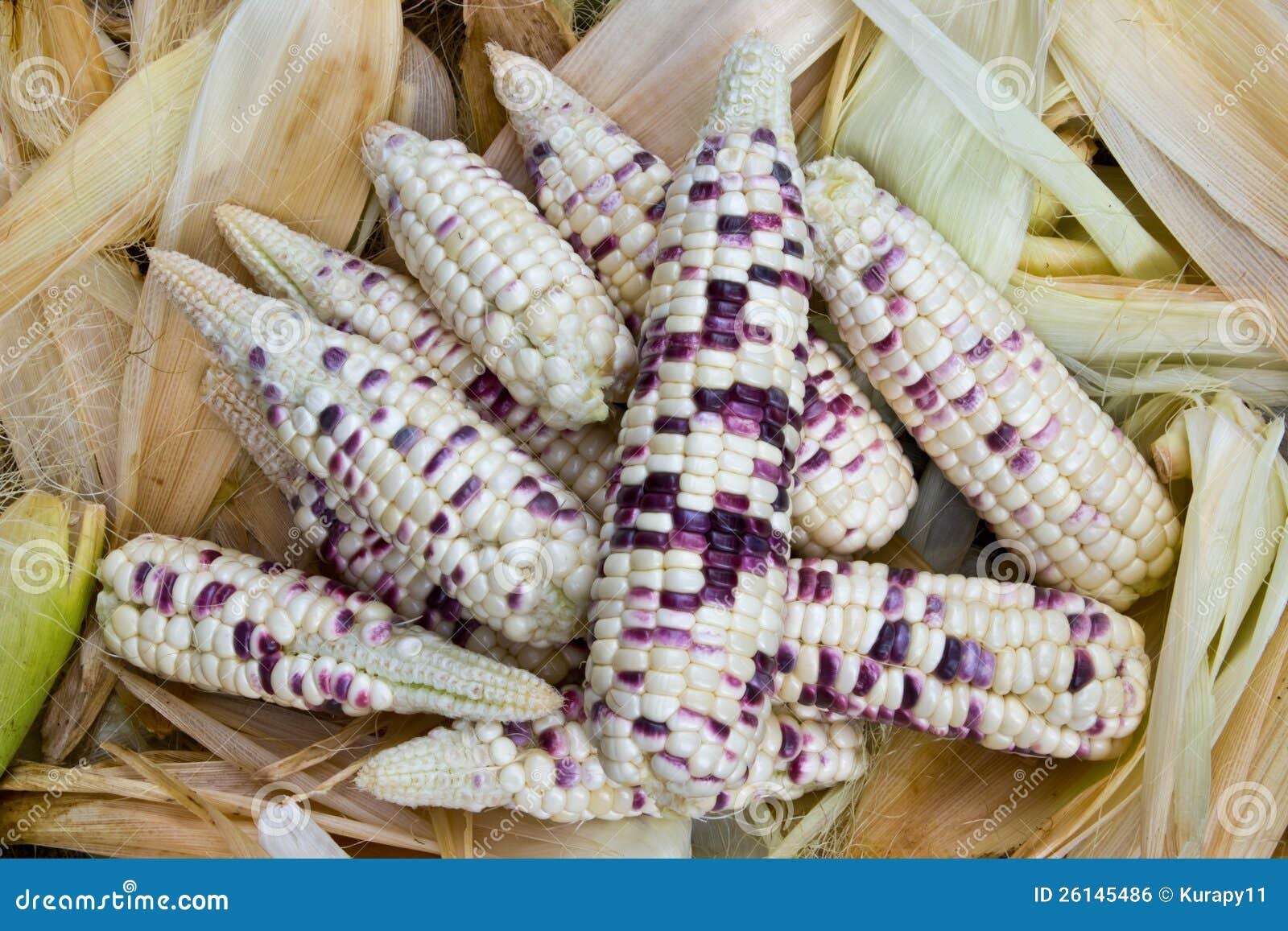 Freshly Harvested Corn Waxy. Stock Photo - Image of gourmet, freshness ...